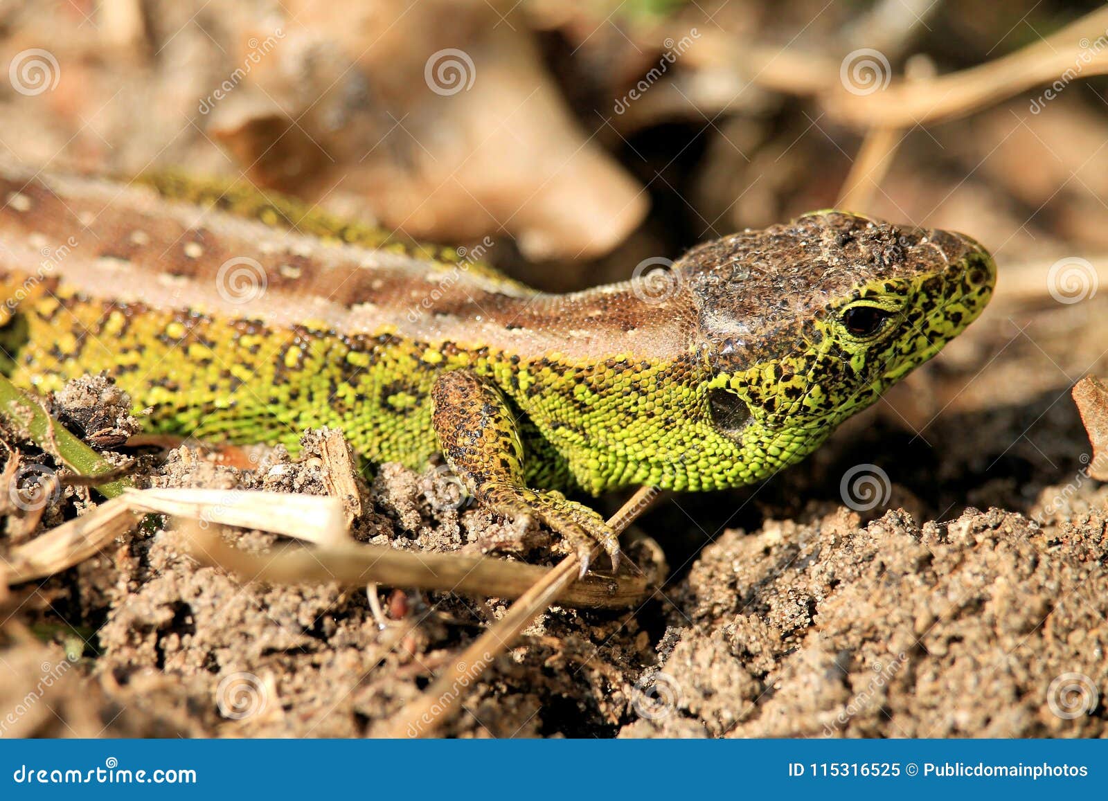 Reptile, Lizard, Lacertidae, Scaled Reptile Picture. Image: 115316525