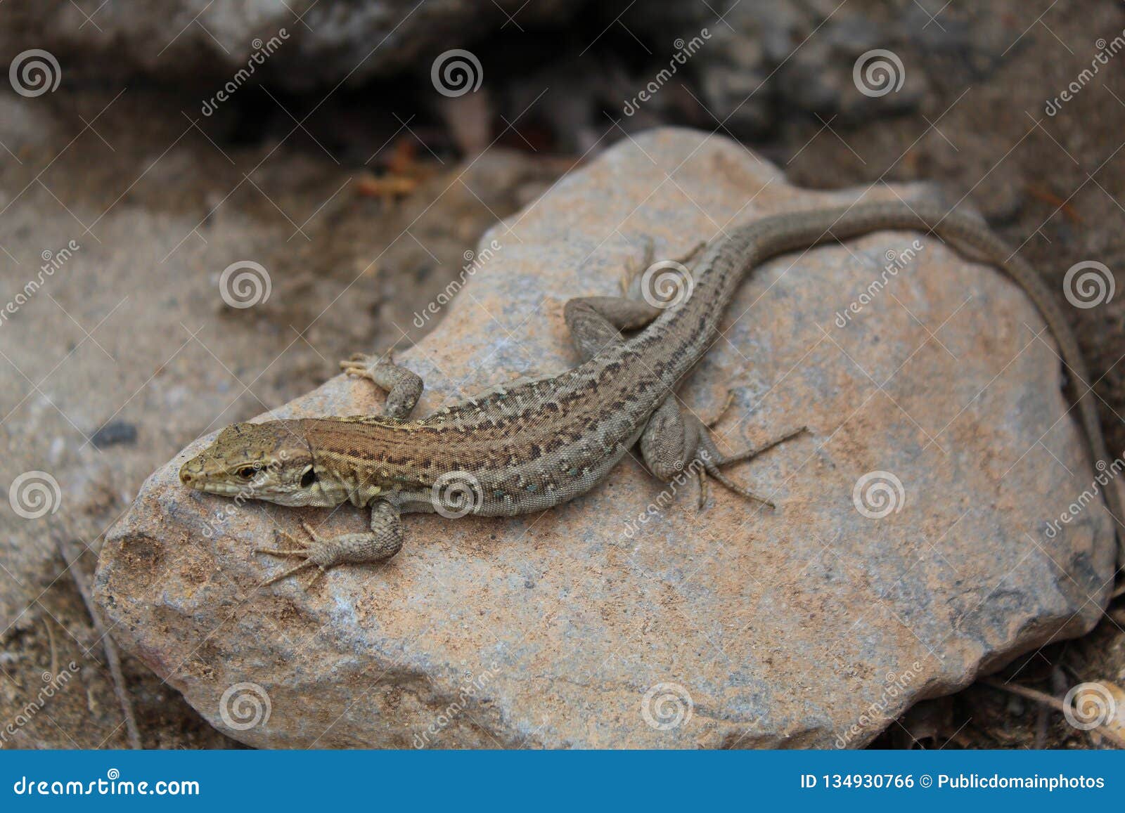 Reptile, Lizard, Scaled Reptile, Lacertidae Picture. Image: 134930766