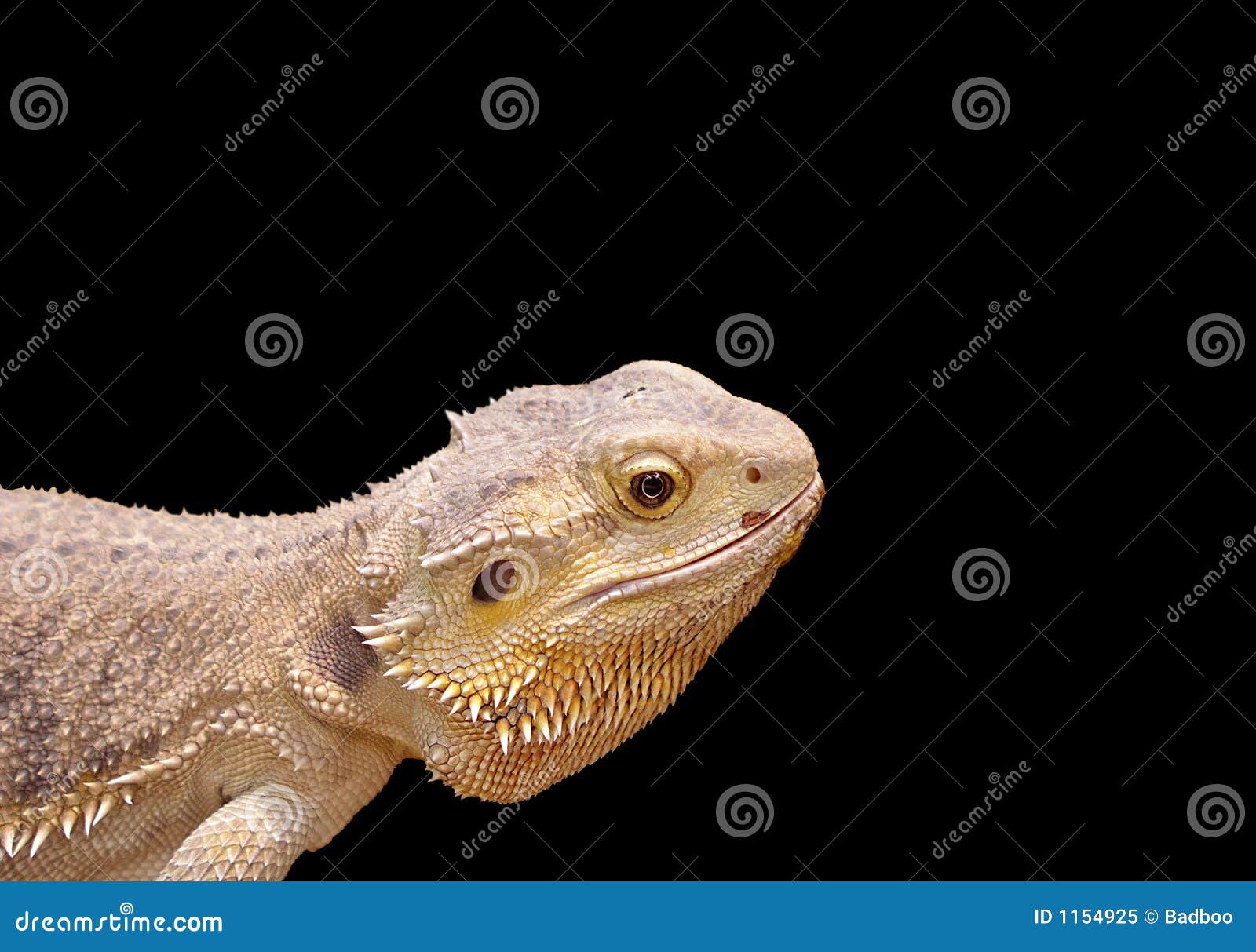 Reptile Portrait stock image. Image of animal, spiky, face - 1154925