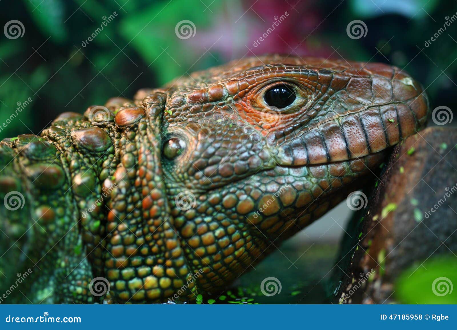 Reptile portrait stock photo. Image of close, wildlife - 47185958