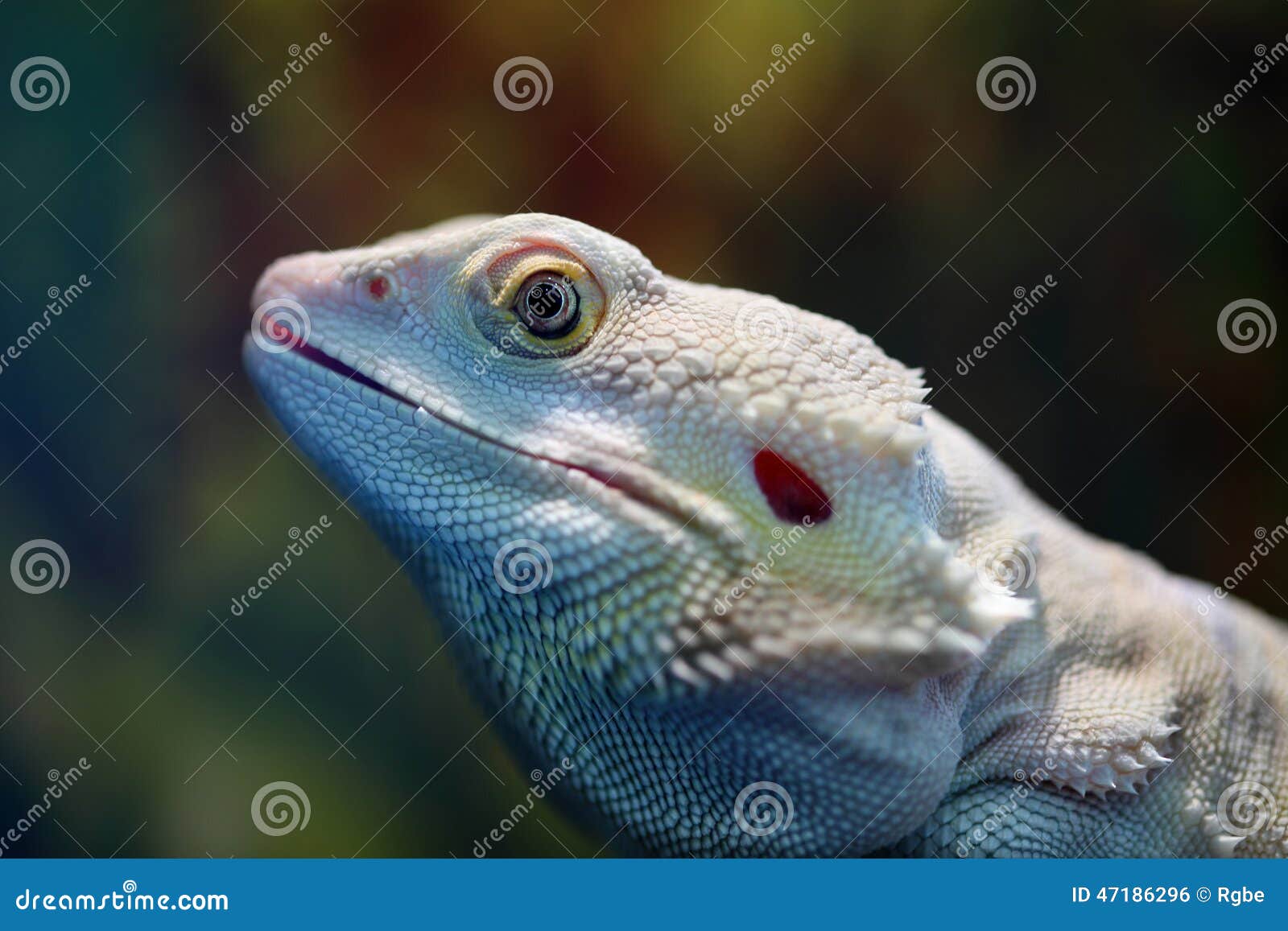 Reptile portrait stock photo. Image of travel, hunting - 47186296