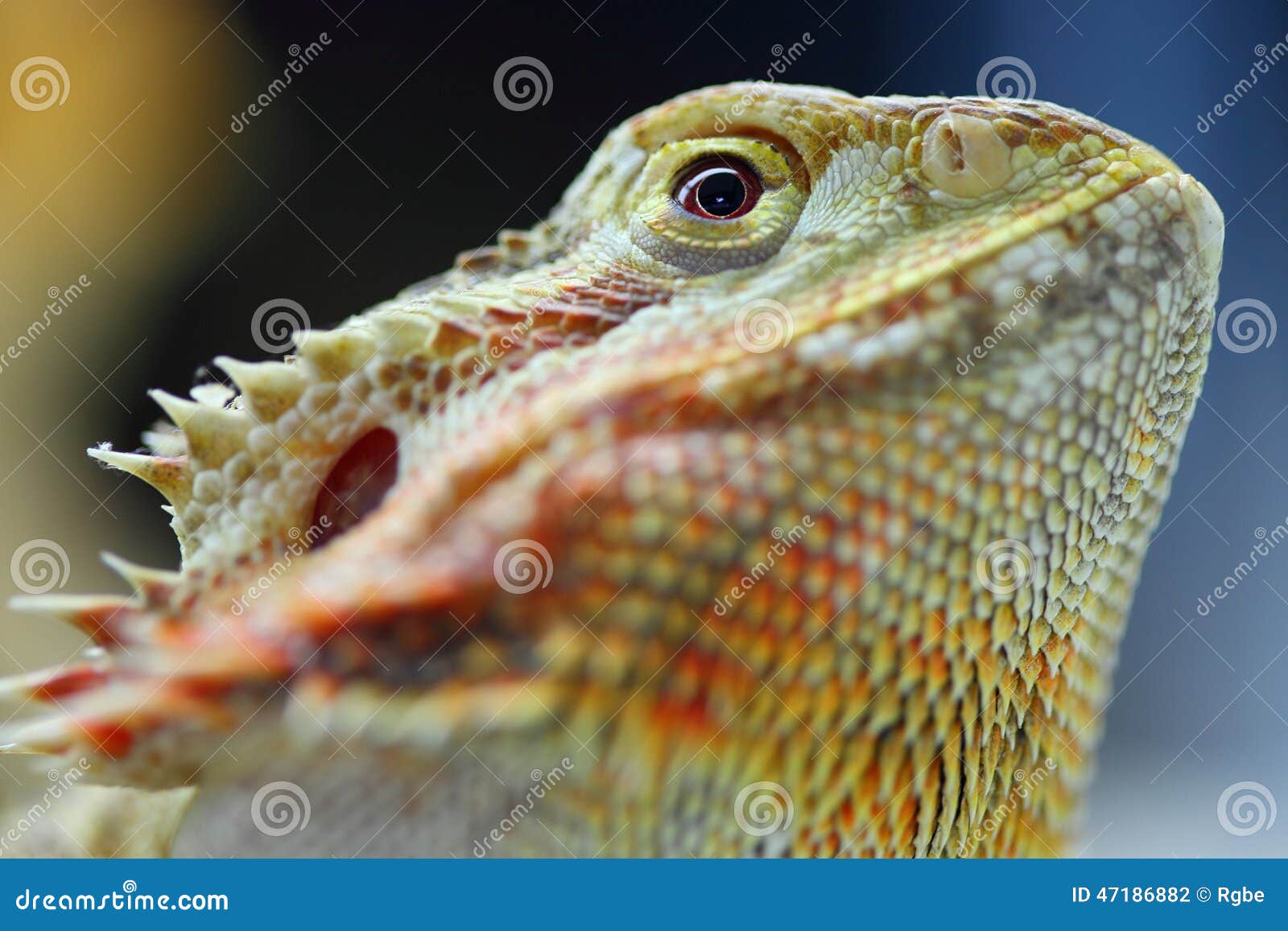 Reptile portrait stock photo. Image of seeking, profile - 47186882