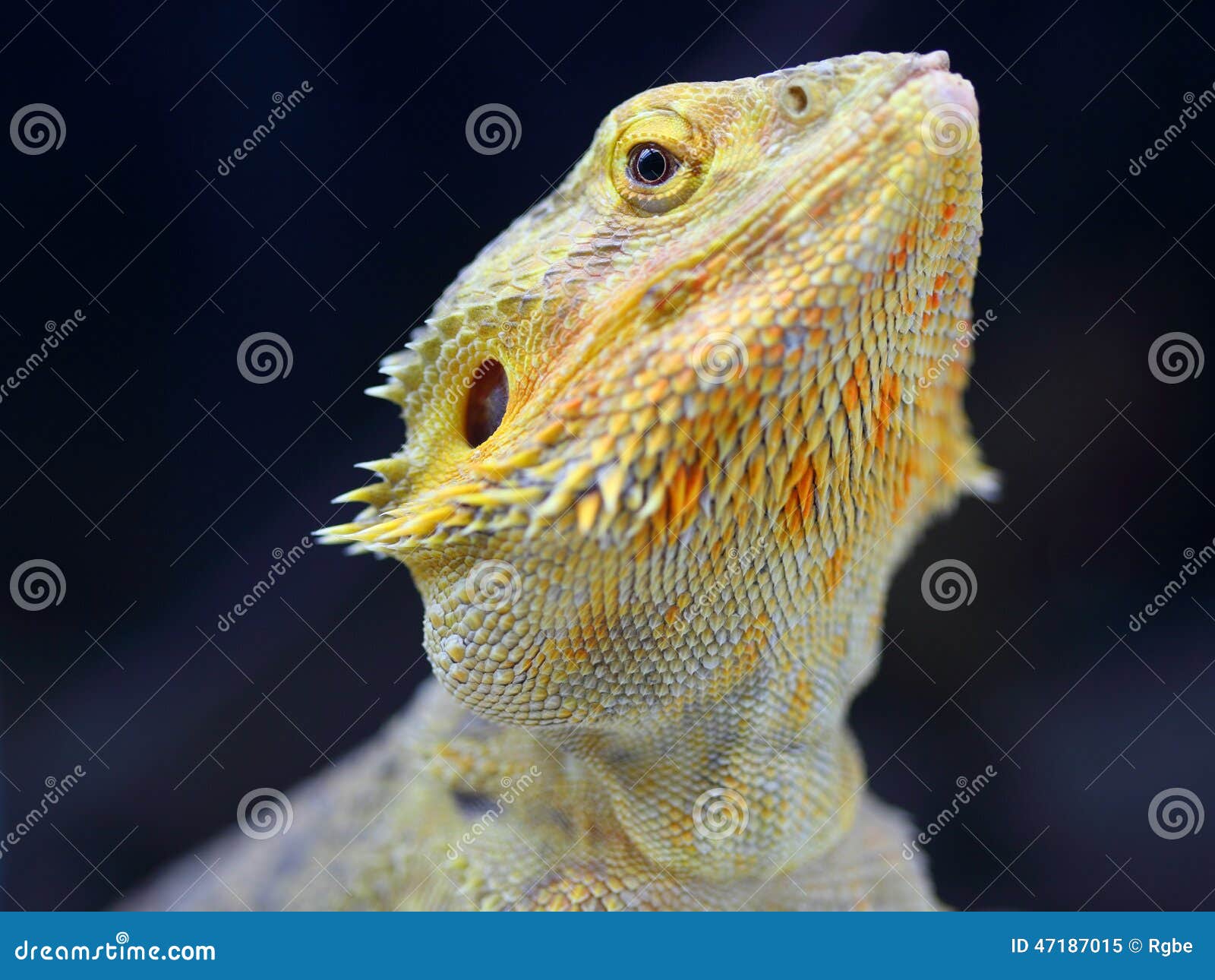 Reptile portrait stock image. Image of portrait, seeking - 47187015