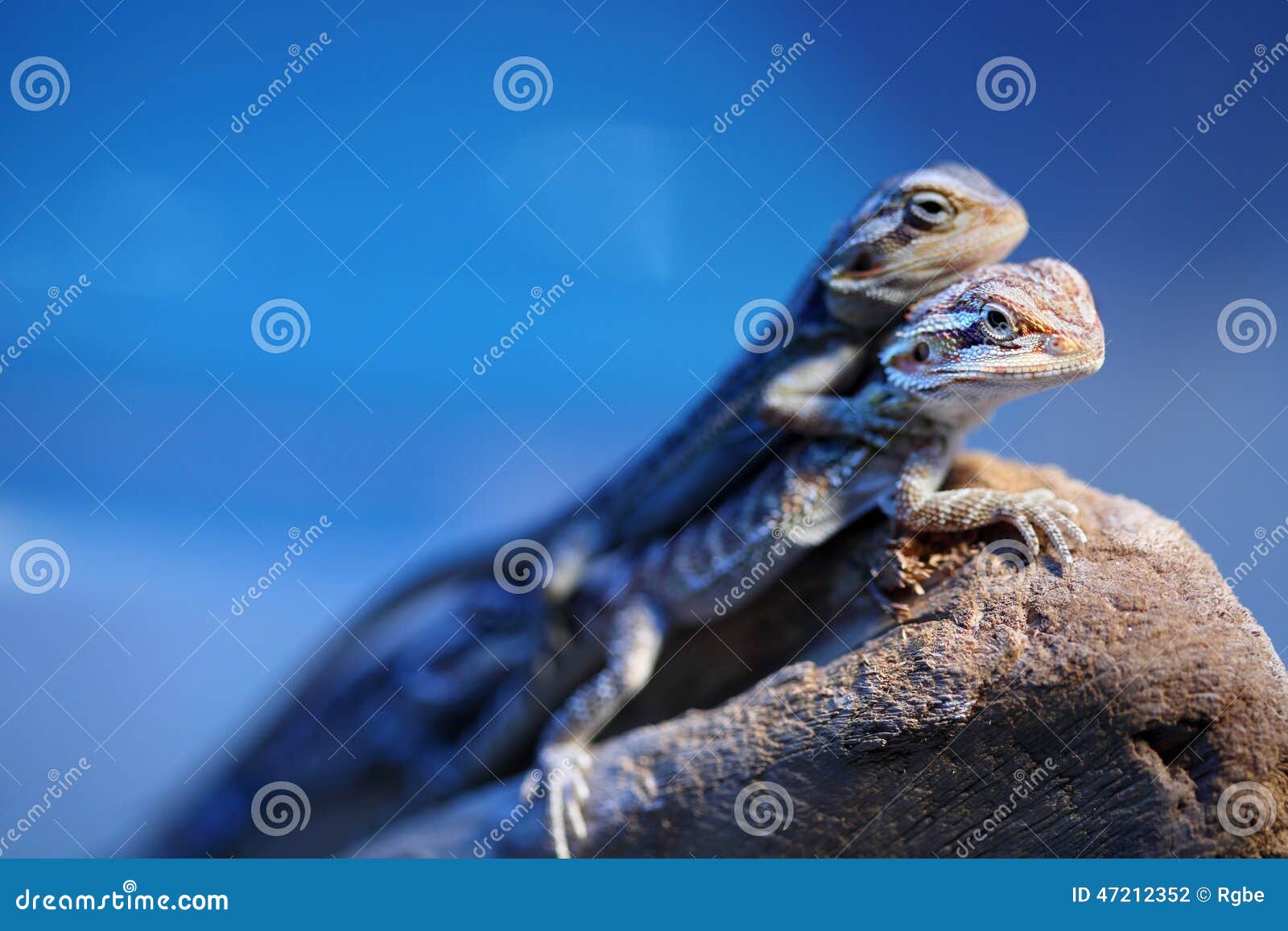 Reptile portrait stock photo. Image of looking, profile - 47212352