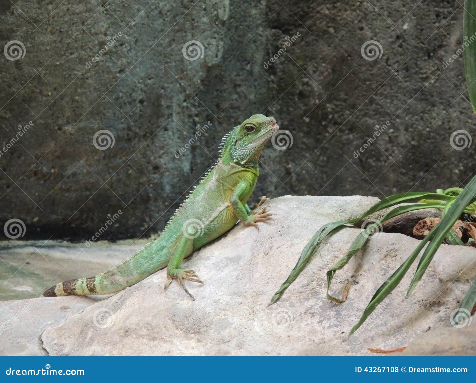 Reptile Posing stock photo. Image of reptile, beautiful - 43267108