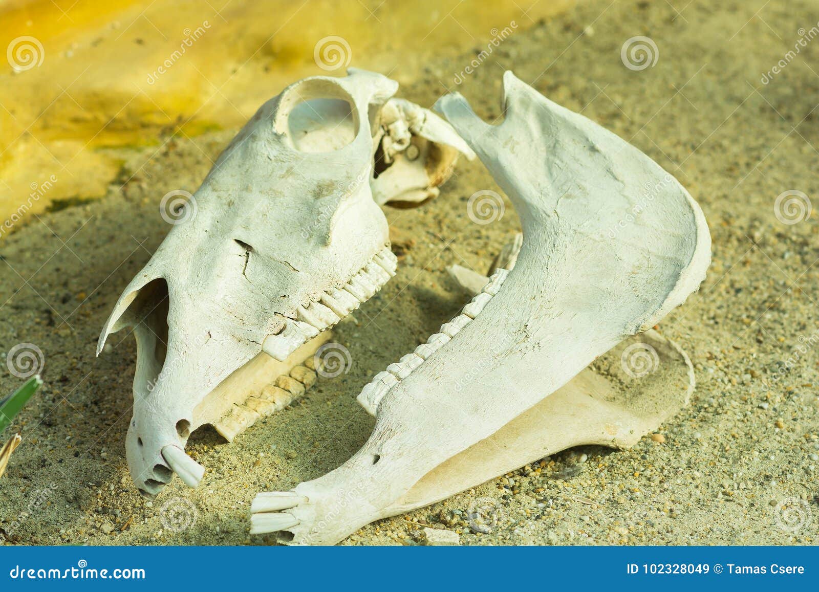 Reptile`s Skull in the Sand Stock Image - Image of dead, crocodile ...