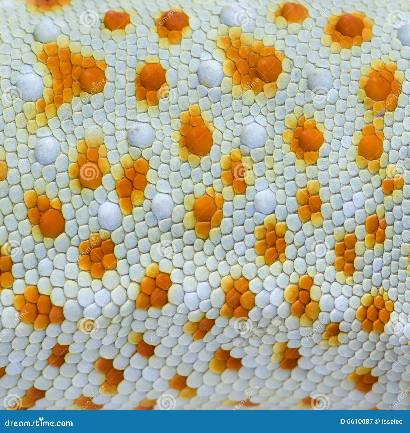 Reptile skin stock image. Image of saurian, background - 6610087