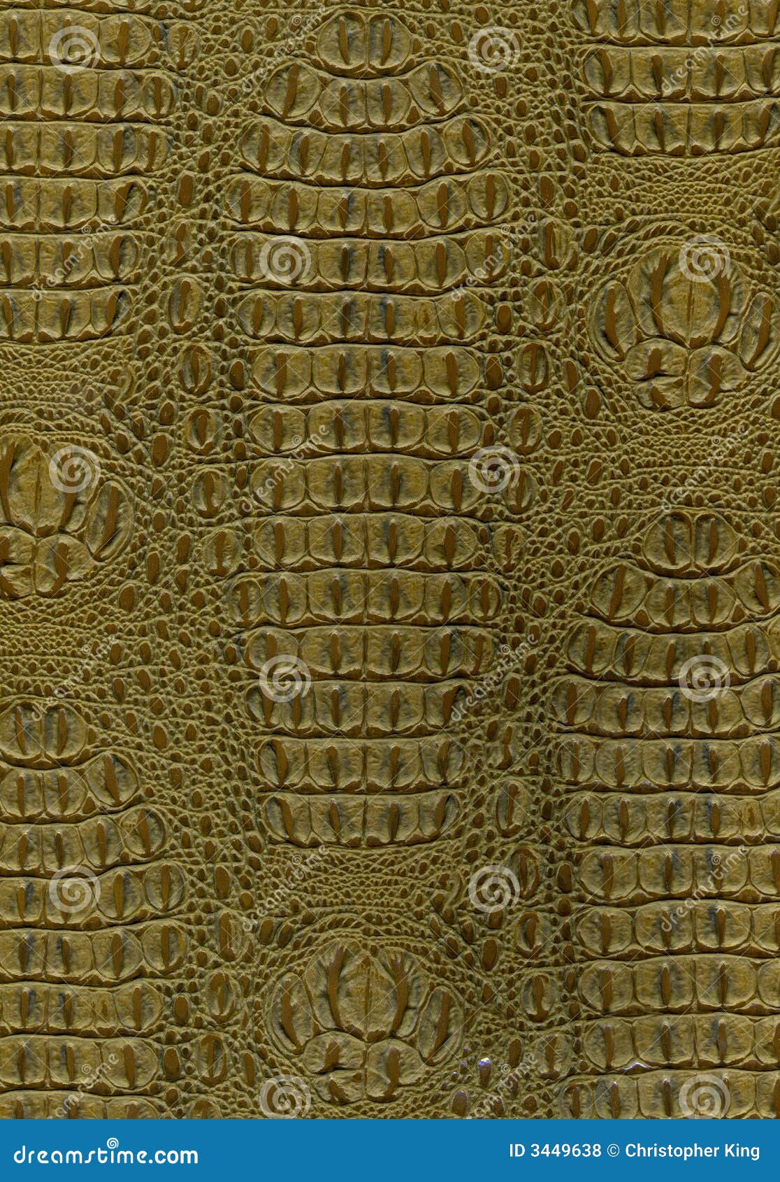 Reptile Skin Texture stock photo. Image of pattern, background - 3449638