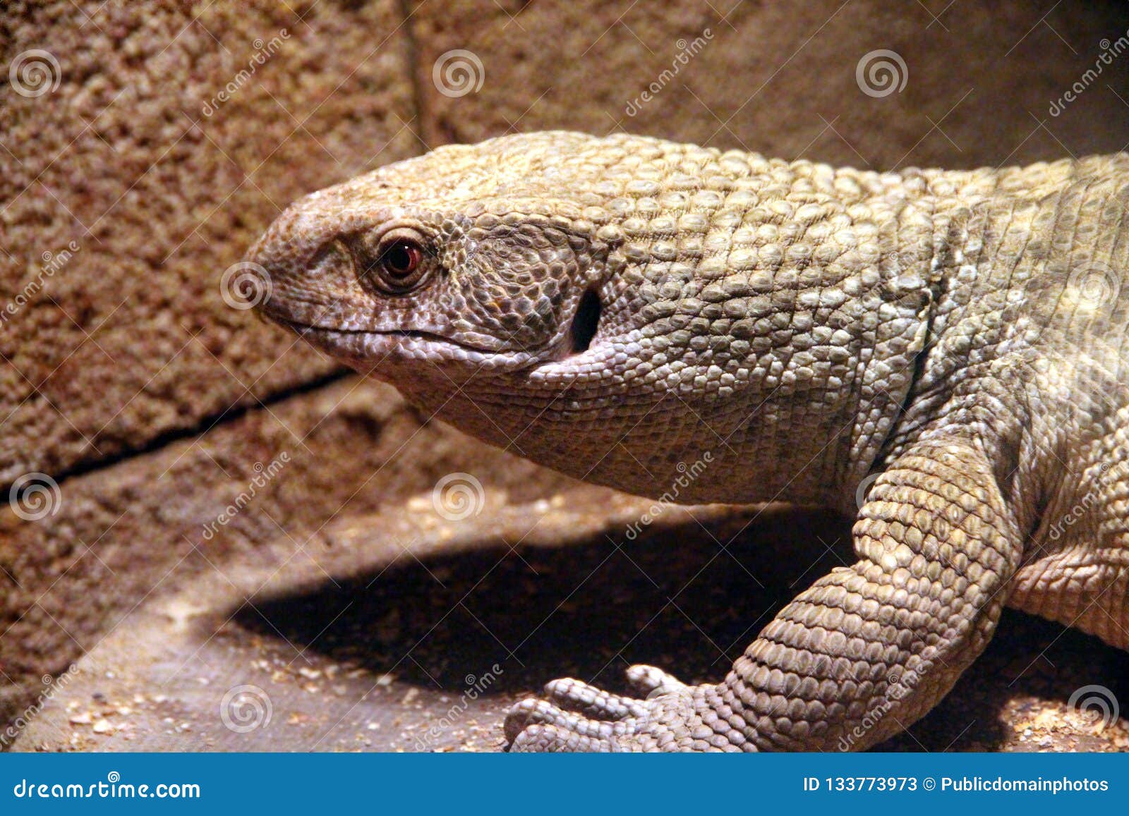 Reptile, Terrestrial Animal, Lizard, Scaled Reptile Picture. Image ...
