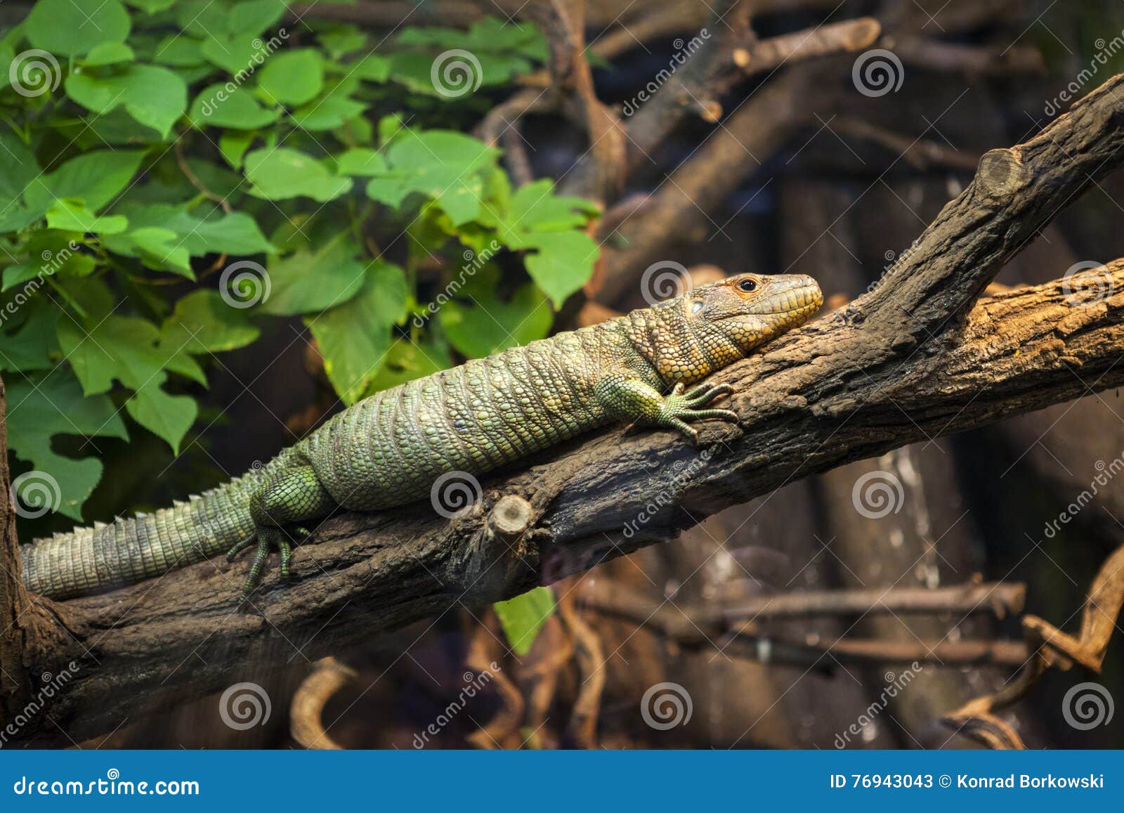 Reptile on tree stock image. Image of tropics, animal - 76943043