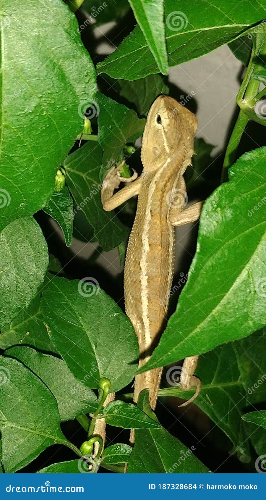 Reptile on tree stock photo. Image of frog, insect, invertebrate ...