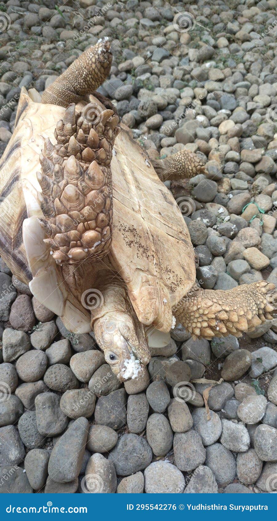 Reptile Turtle Flipped Old Hard Stock Photo - Image of reptile, flipped ...