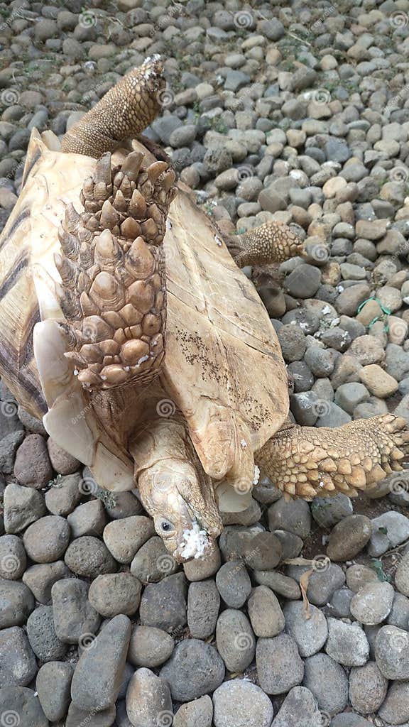 Reptile Turtle Flipped Old Hard Stock Photo - Image of reptile, flipped ...