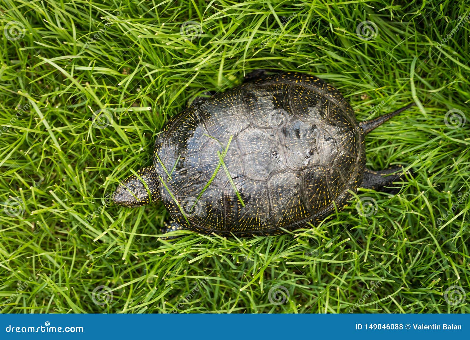Reptile Turtle in the Grass. Stock Photo - Image of head, herbivorous ...