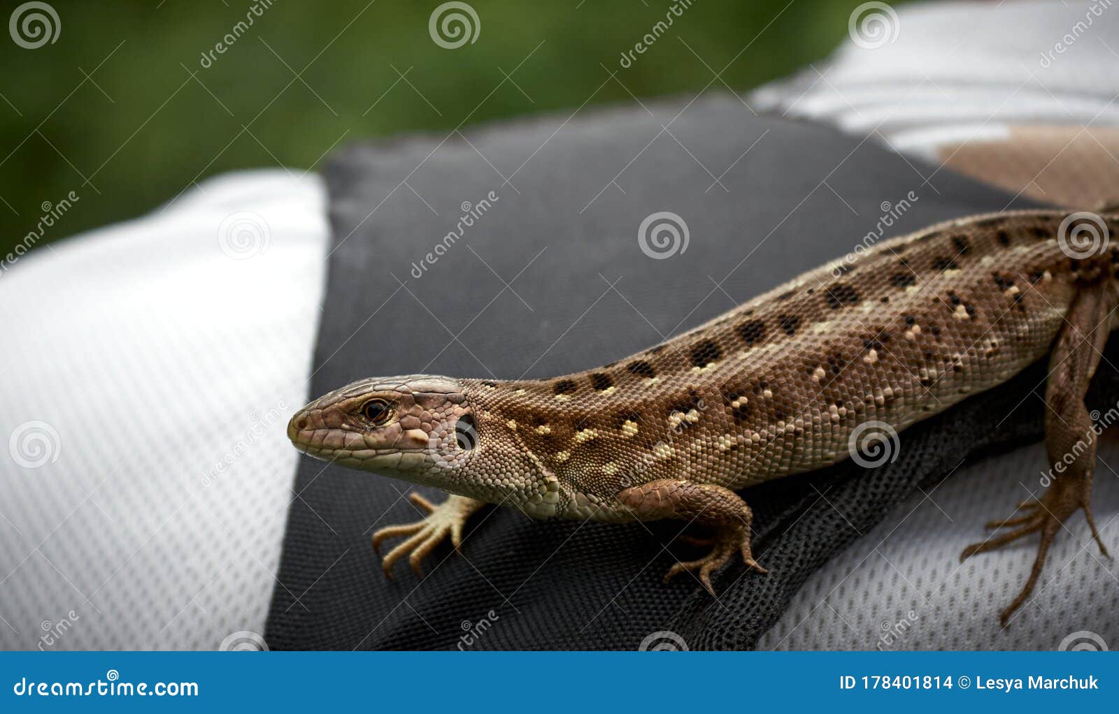 Cute lizard on human stock photo. Image of lizard, little - 178401814