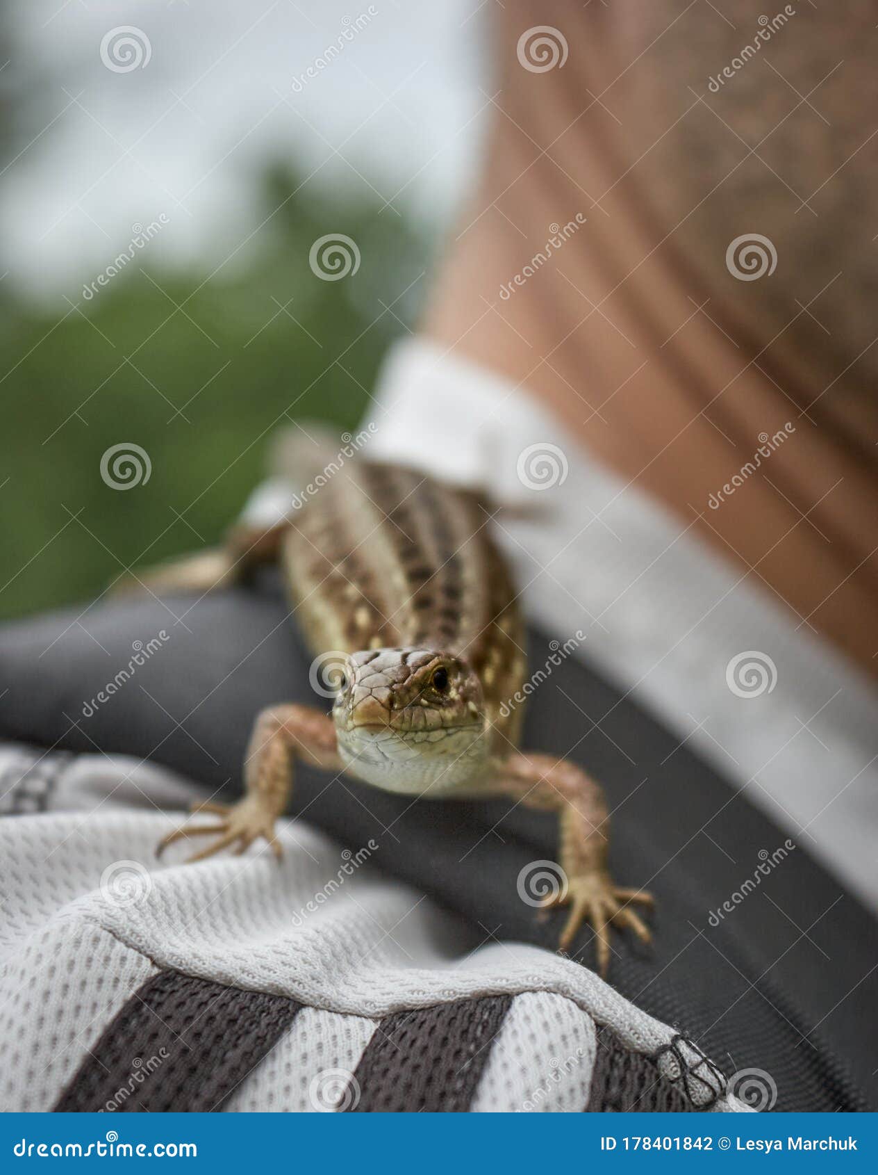 Cute lizard on human stock photo. Image of macro, dragon - 178401842