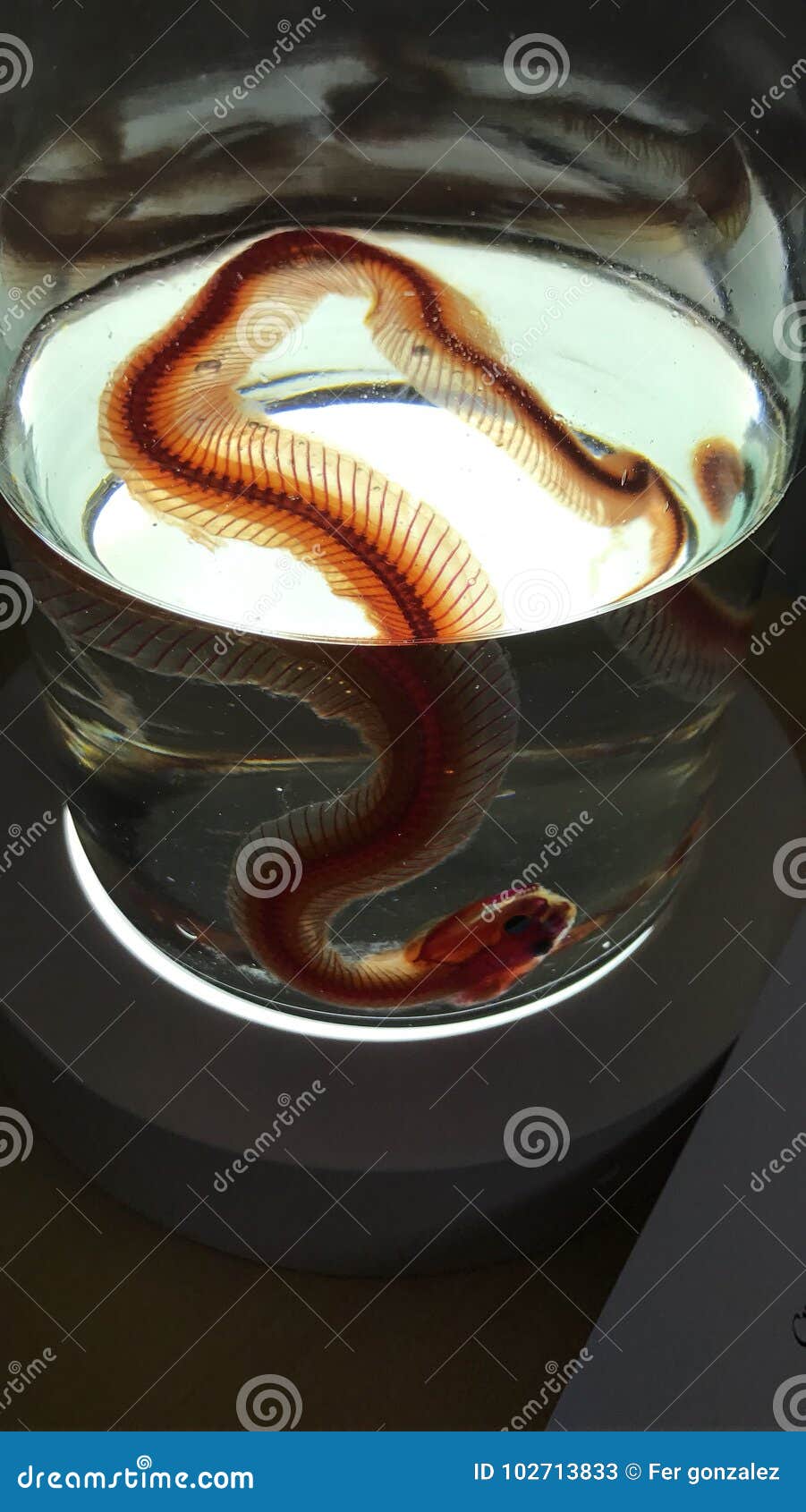 Snake skeleton stock image. Image of snake, science - 102713833