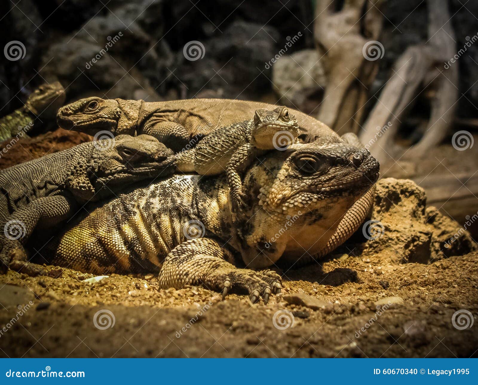 Reptiles stock photo. Image of friends, suspicious, southwest - 60670340