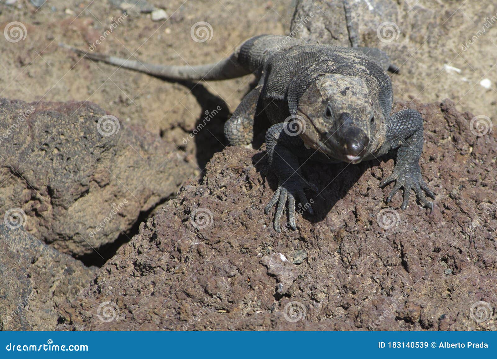 Typical Fauna of the Island of Gran Canarias Stock Image - Image of ...
