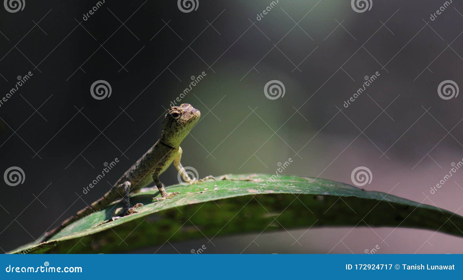 Reptile Side view stock image. Image of buildings, india - 172924717