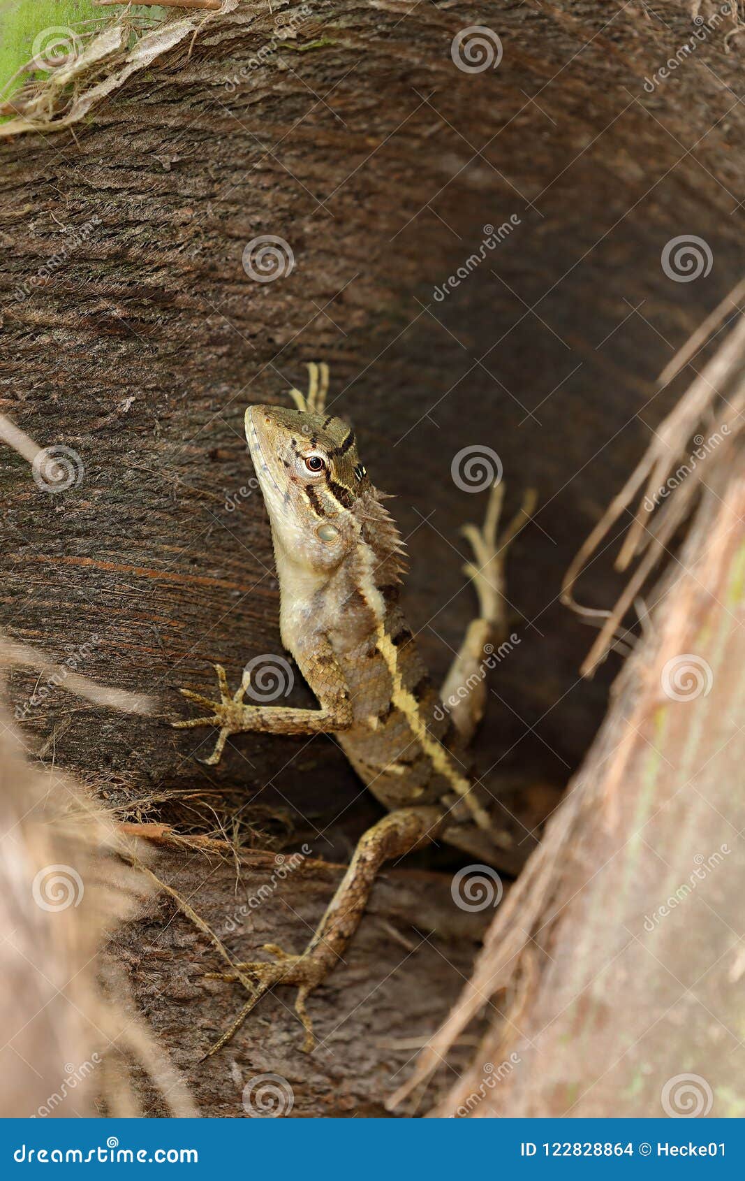 Reptiles from Sri Lanka stock photo. Image of wildlife - 122828864