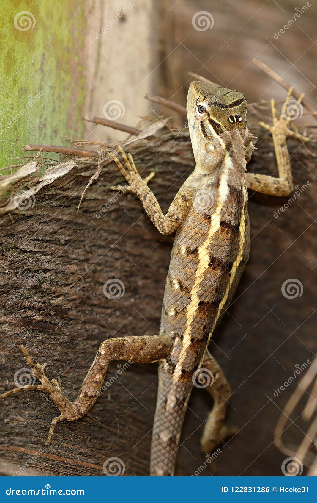 Reptiles from Sri Lanka stock photo. Image of reptile - 122831286