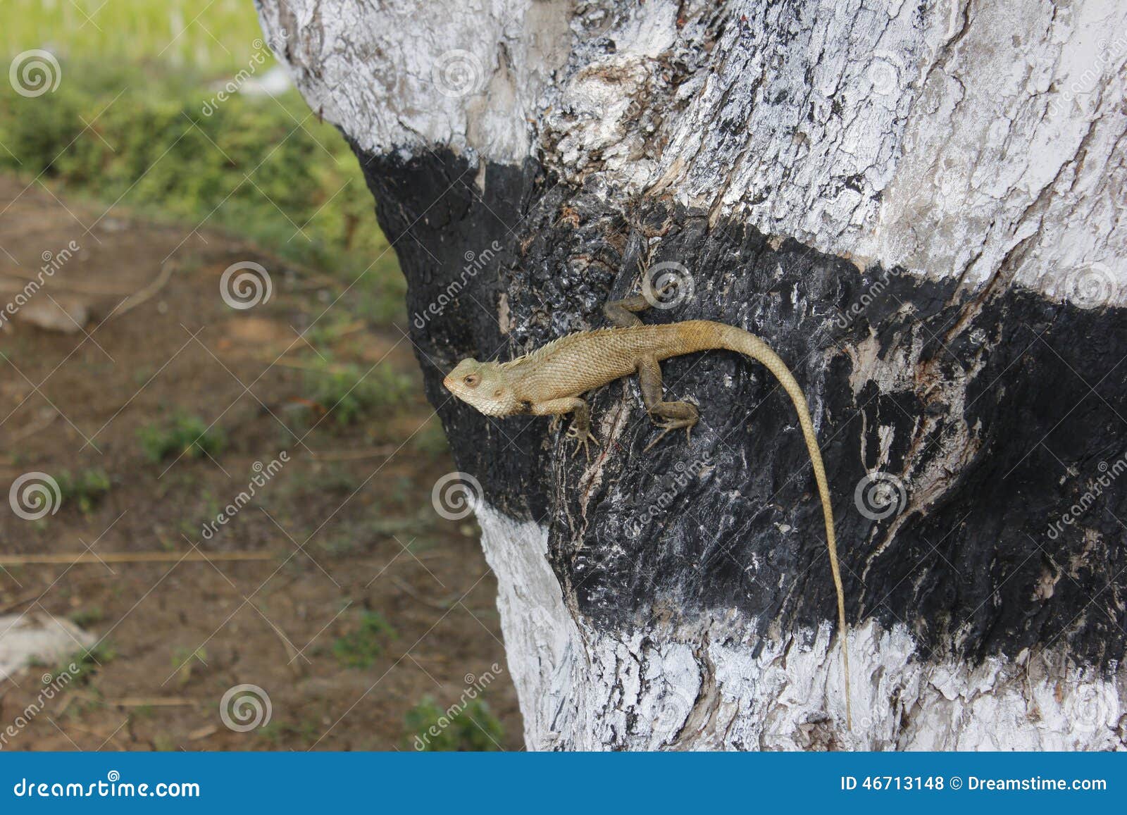 Reptiles stock photo. Image of wild, creatures, wildlife - 46713148