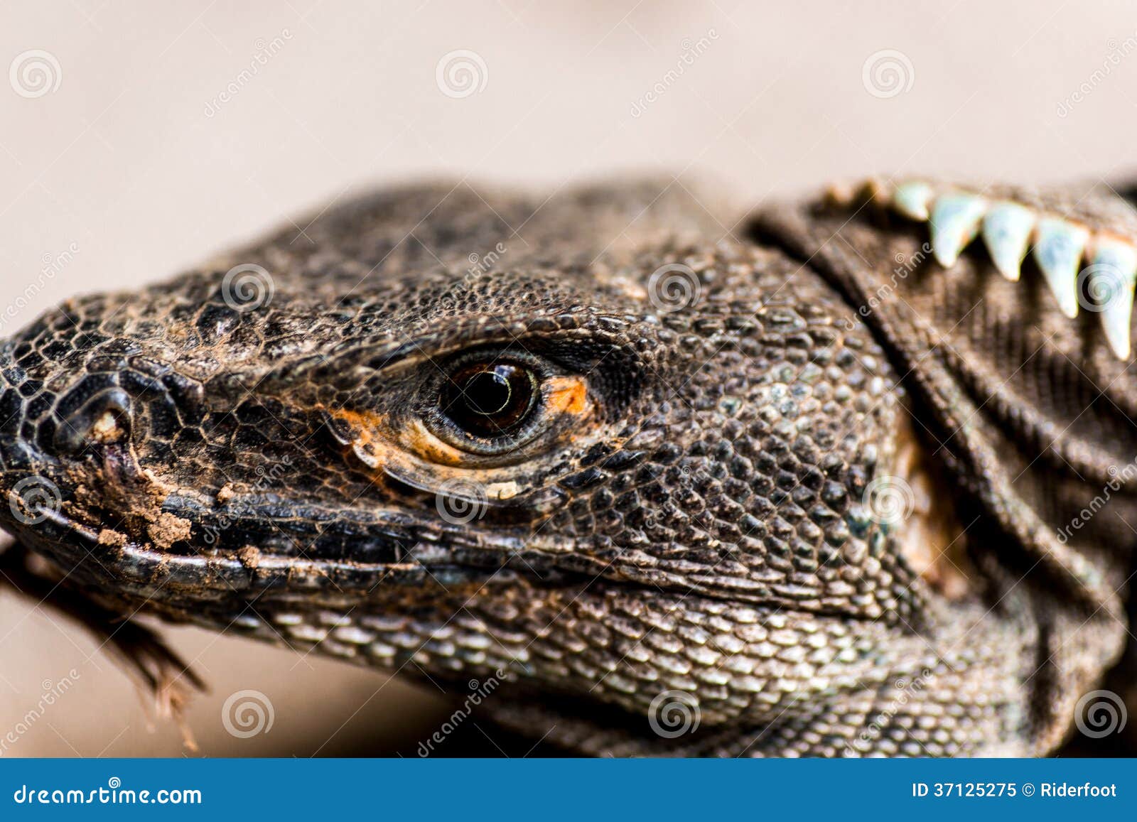 Reptilian head stock image. Image of scales, skin, rocks - 37125275