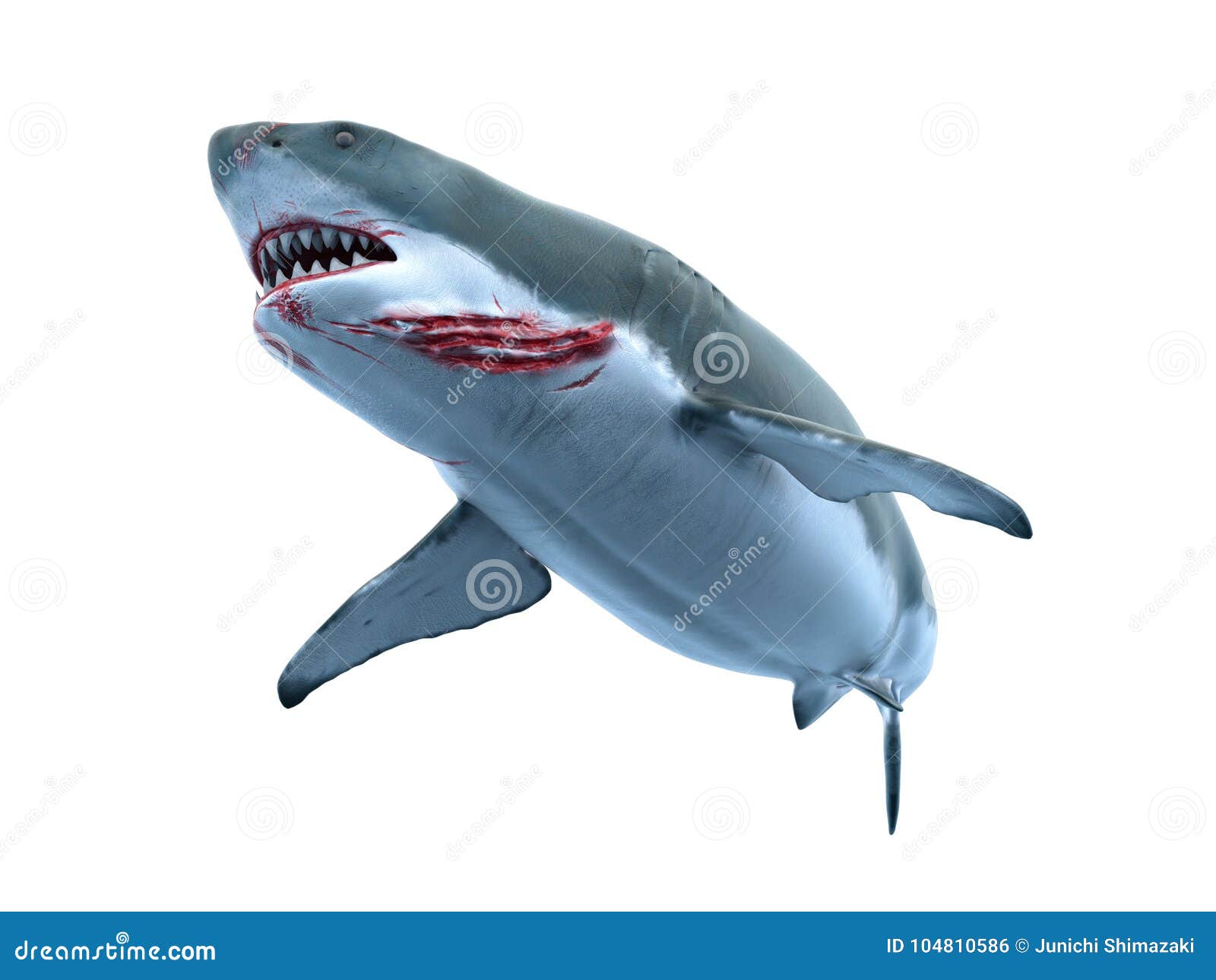 Requin photo stock. Image du requin, poissons, grand - 104810586