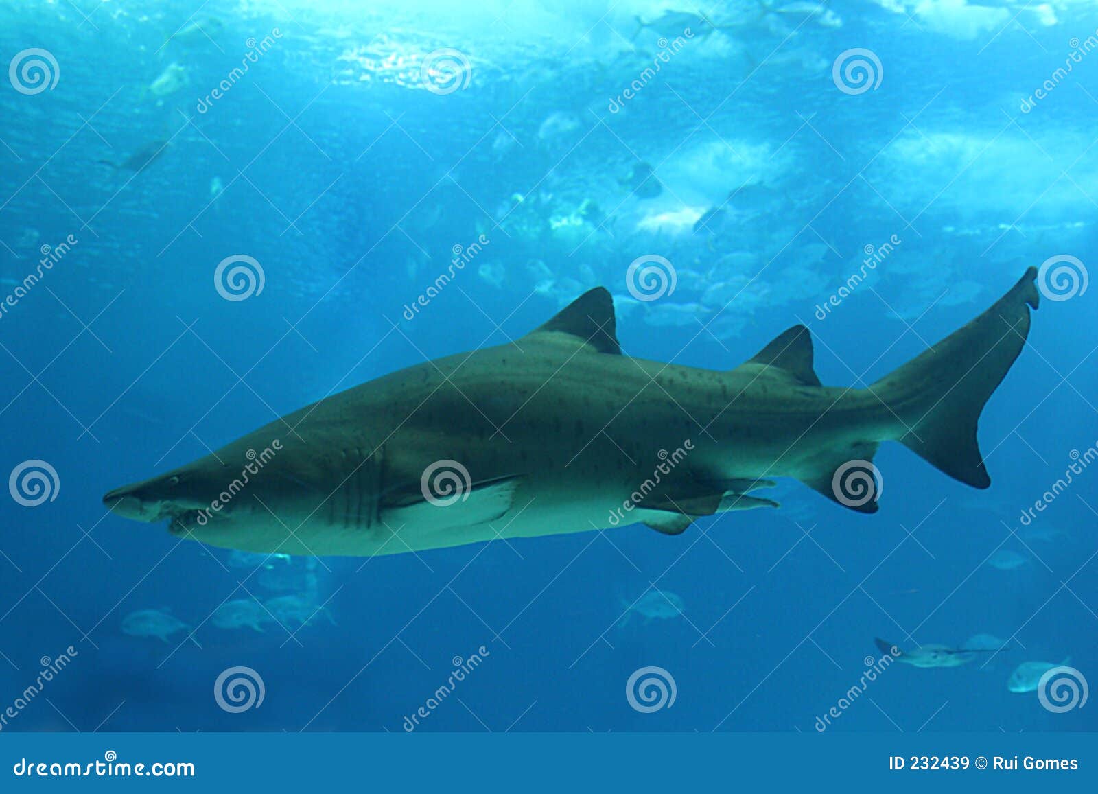 Requin image stock. Image du marin, corail, vacances, récif - 232439