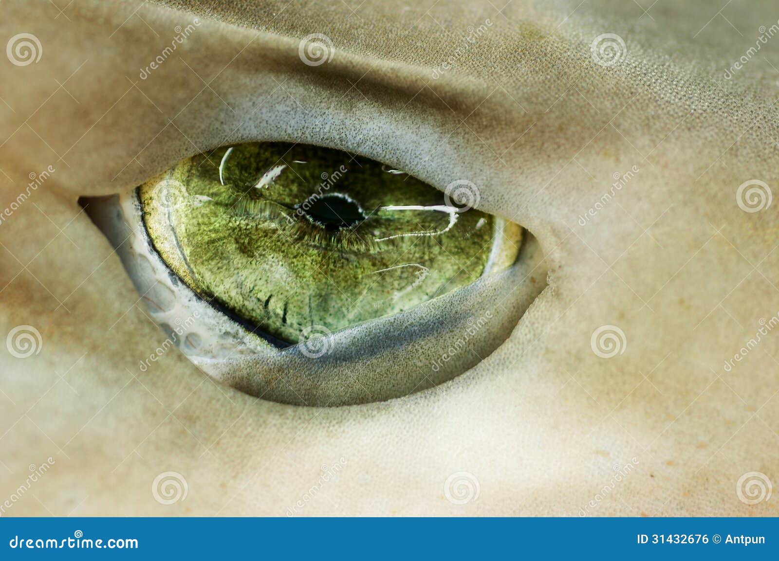 Requin d'oeil vert photo stock. Image du normal, animal - 31432676