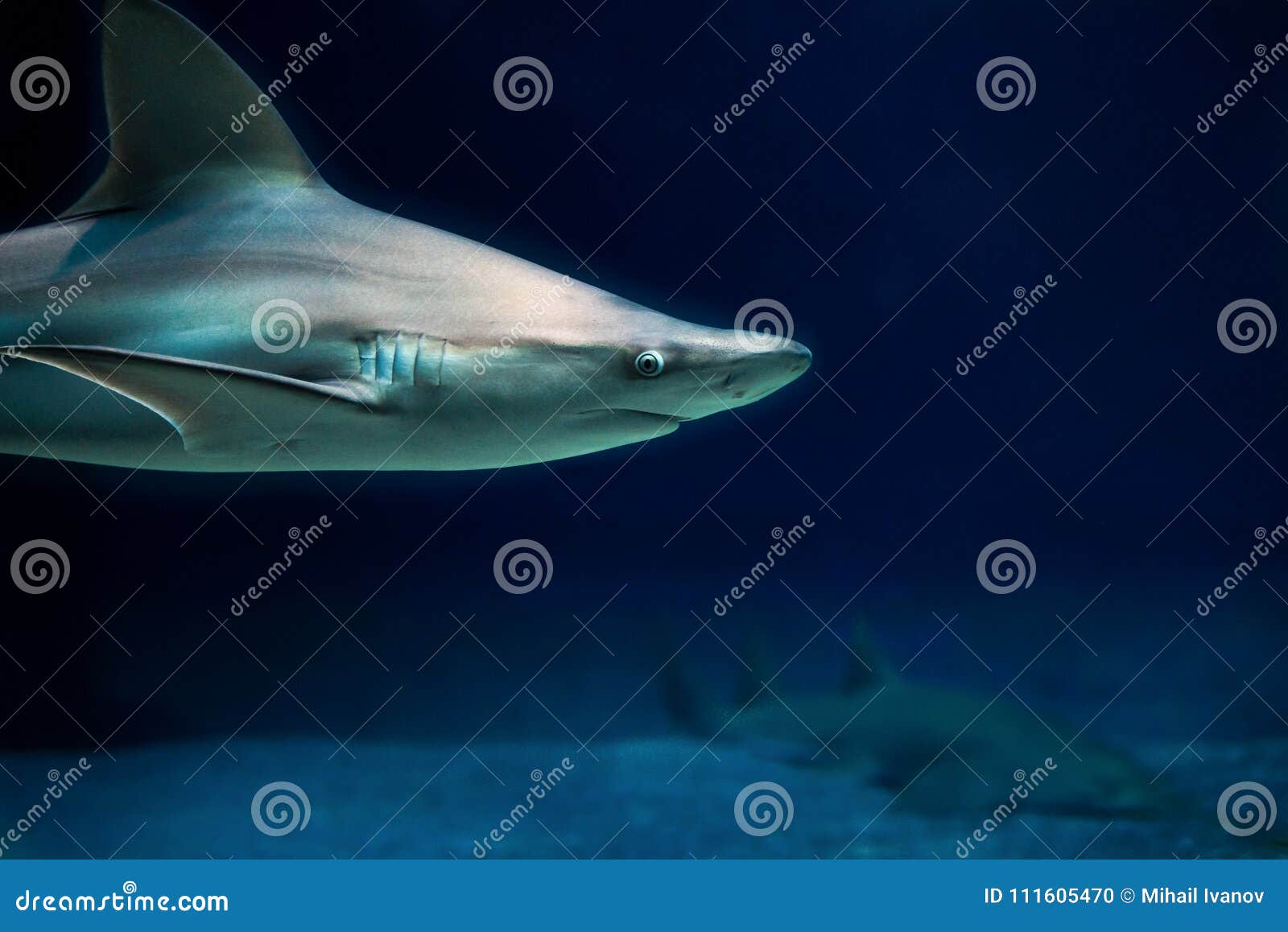 Requin de banc de sable photo stock. Image of atlantique - 111605470
