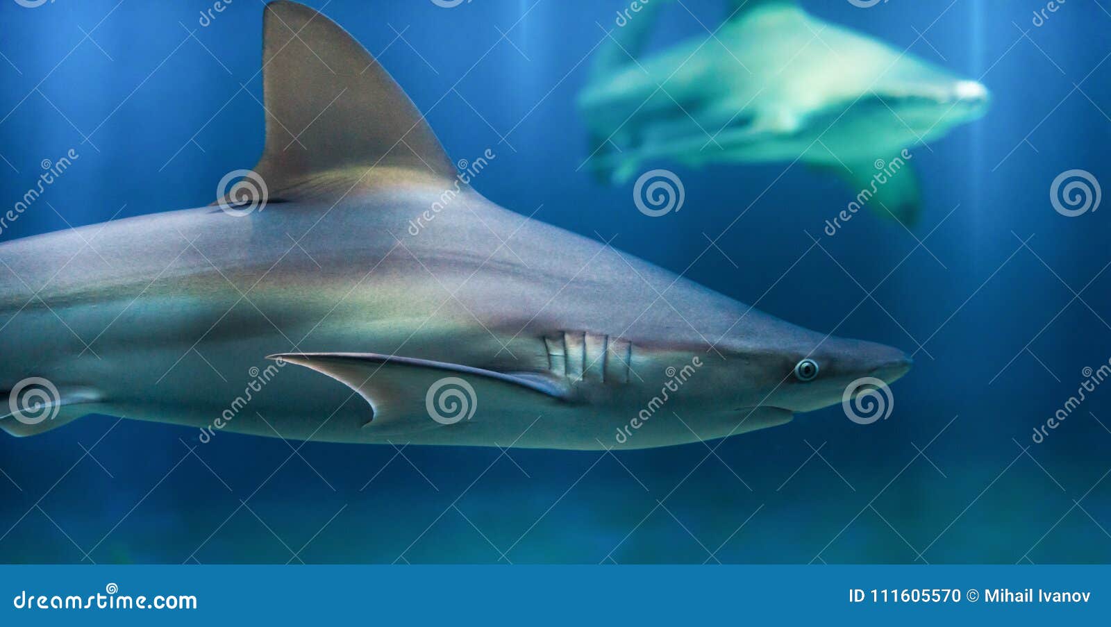 Requin de banc de sable photo stock. Image du abord - 111605570