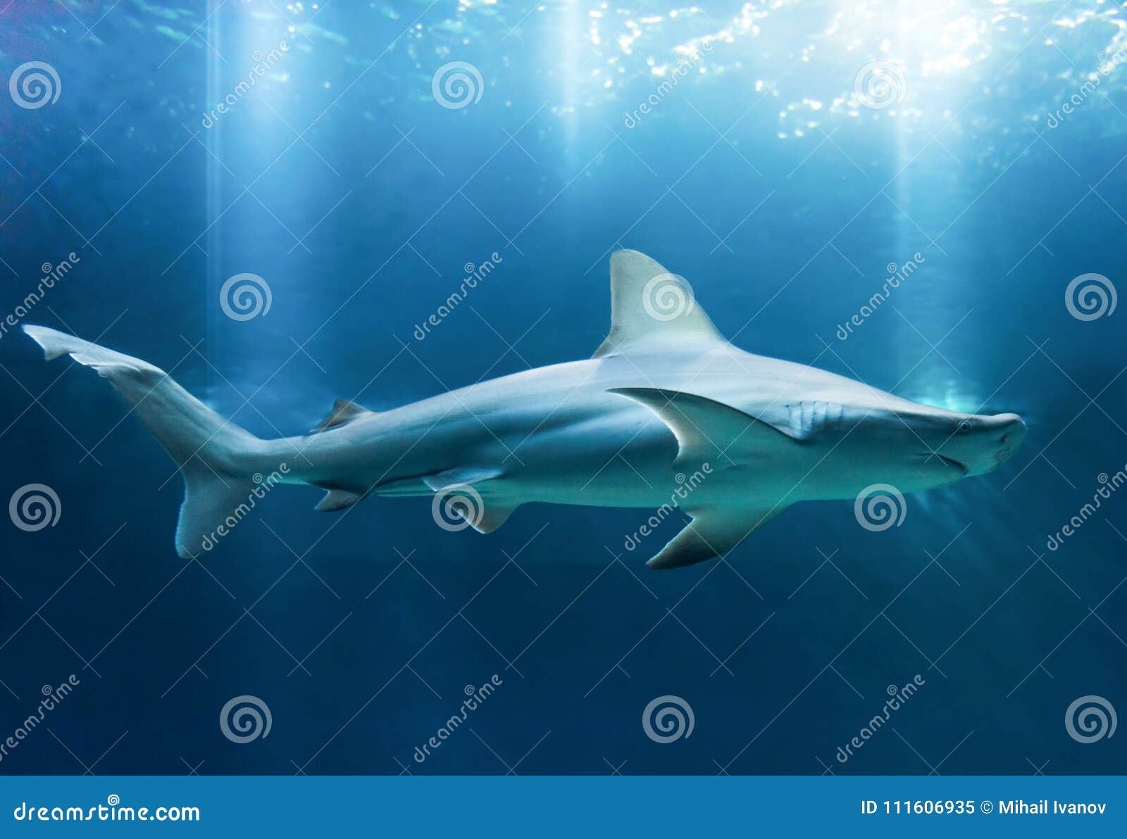 Requin de banc de sable image stock. Image du atlantique - 111606935