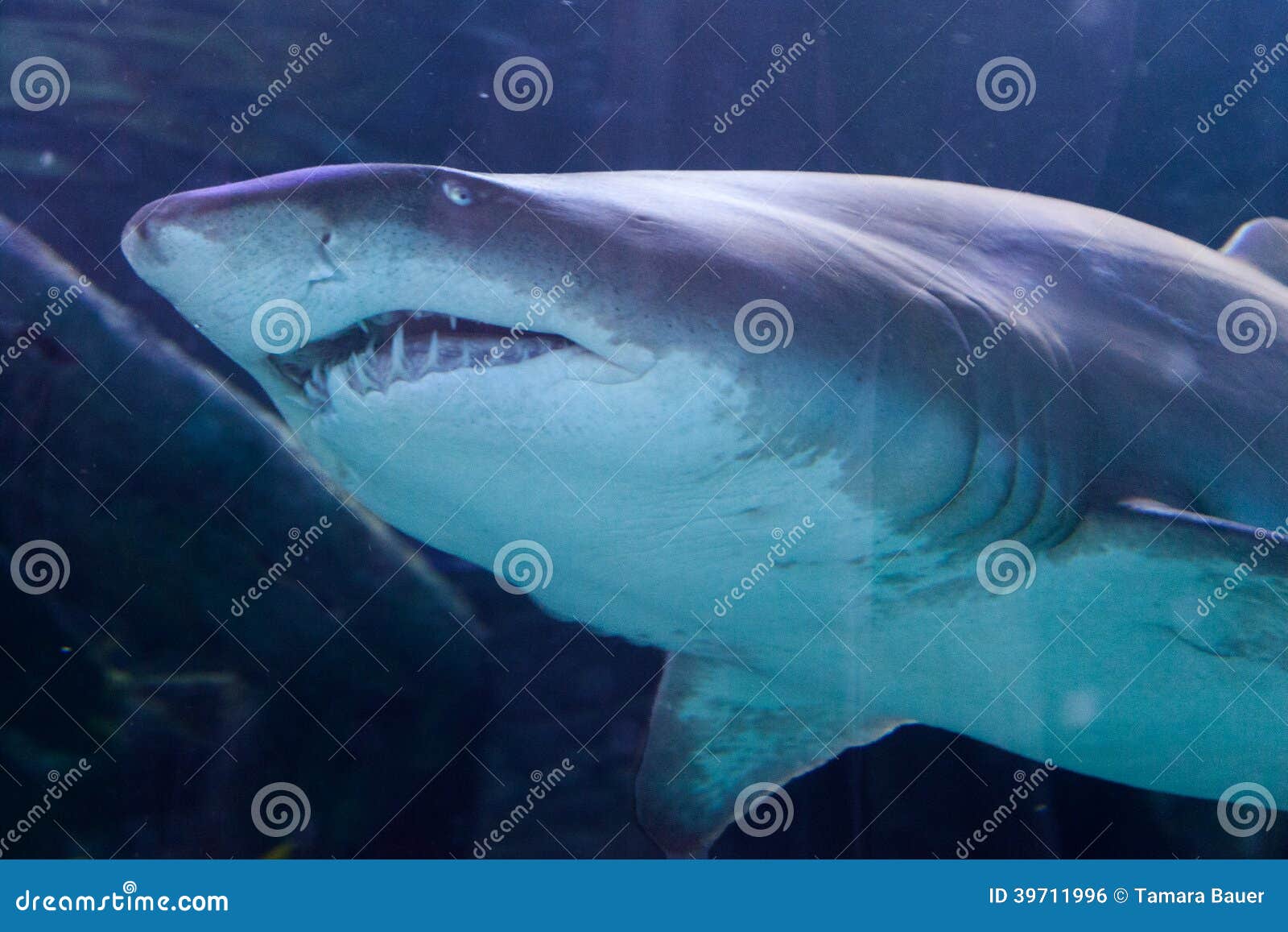 Requin de Grey Nurse photo stock. Image du tête, infirmière - 39711996
