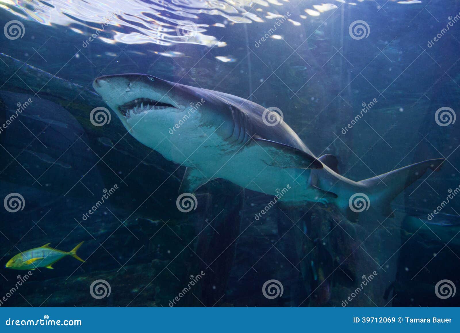 Requin de Grey Nurse image stock. Image du gris, infirmière - 39712069