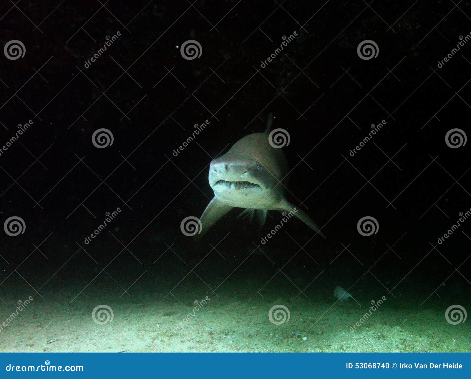 Requin de Grey Nurse photo stock. Image du tigre, point - 53068740