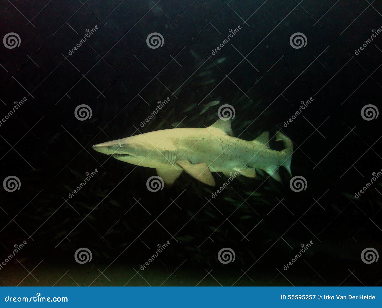 Requin de Grey Nurse image stock. Image du australie - 55595257
