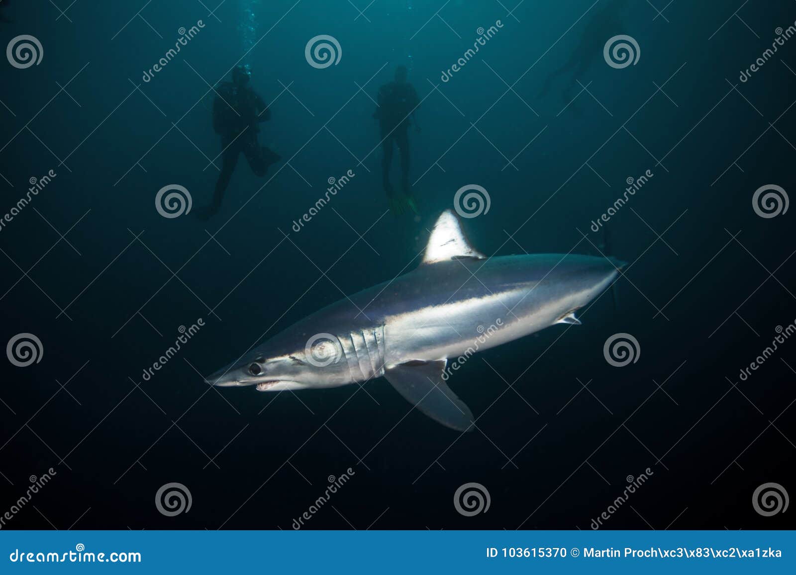 Requin De Mako, Paucus D'Isurus, Afrique Du Sud Photo stock - Image du ...