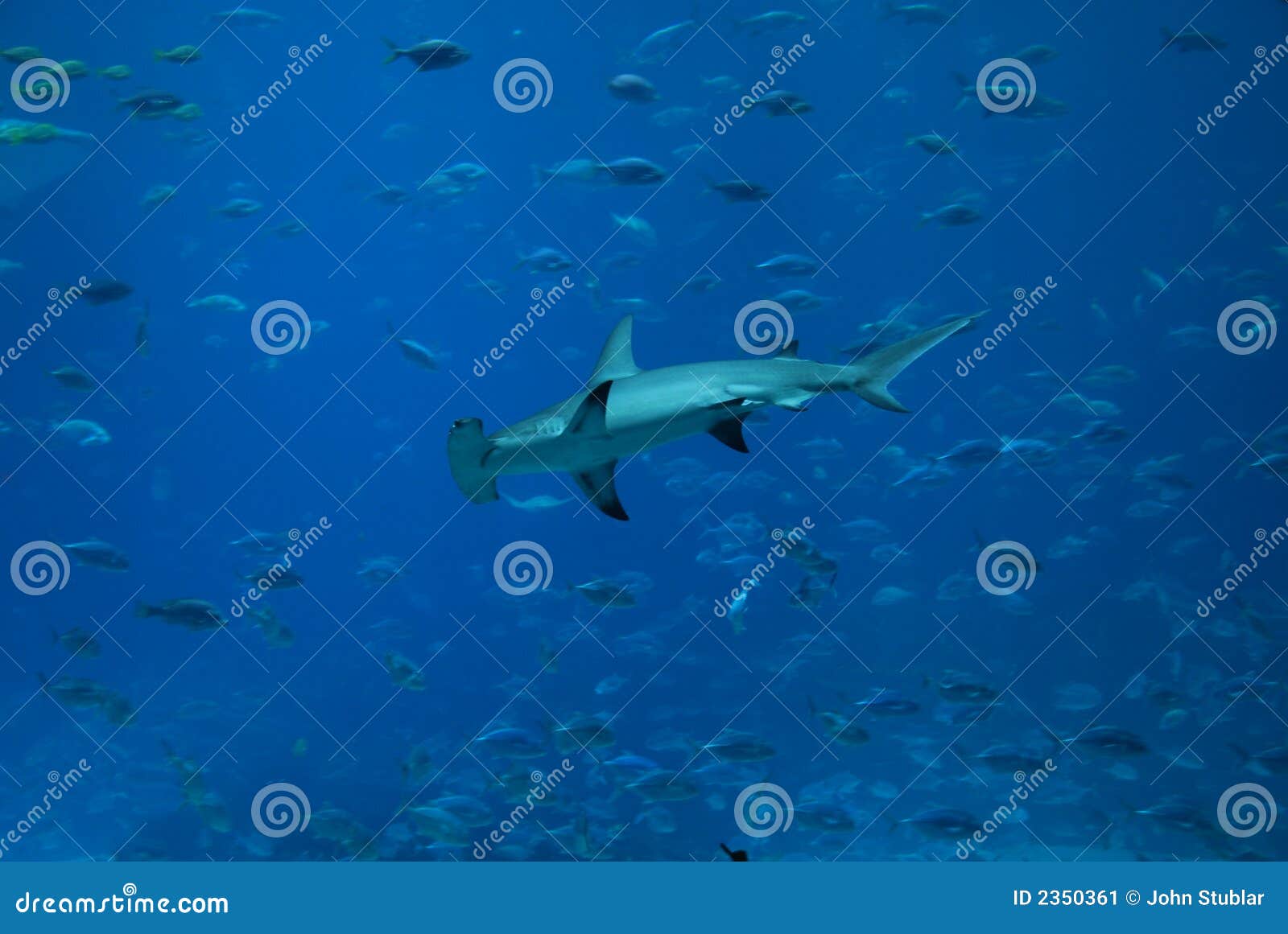 Requin de poisson-marteau image stock. Image du tropical - 2350361