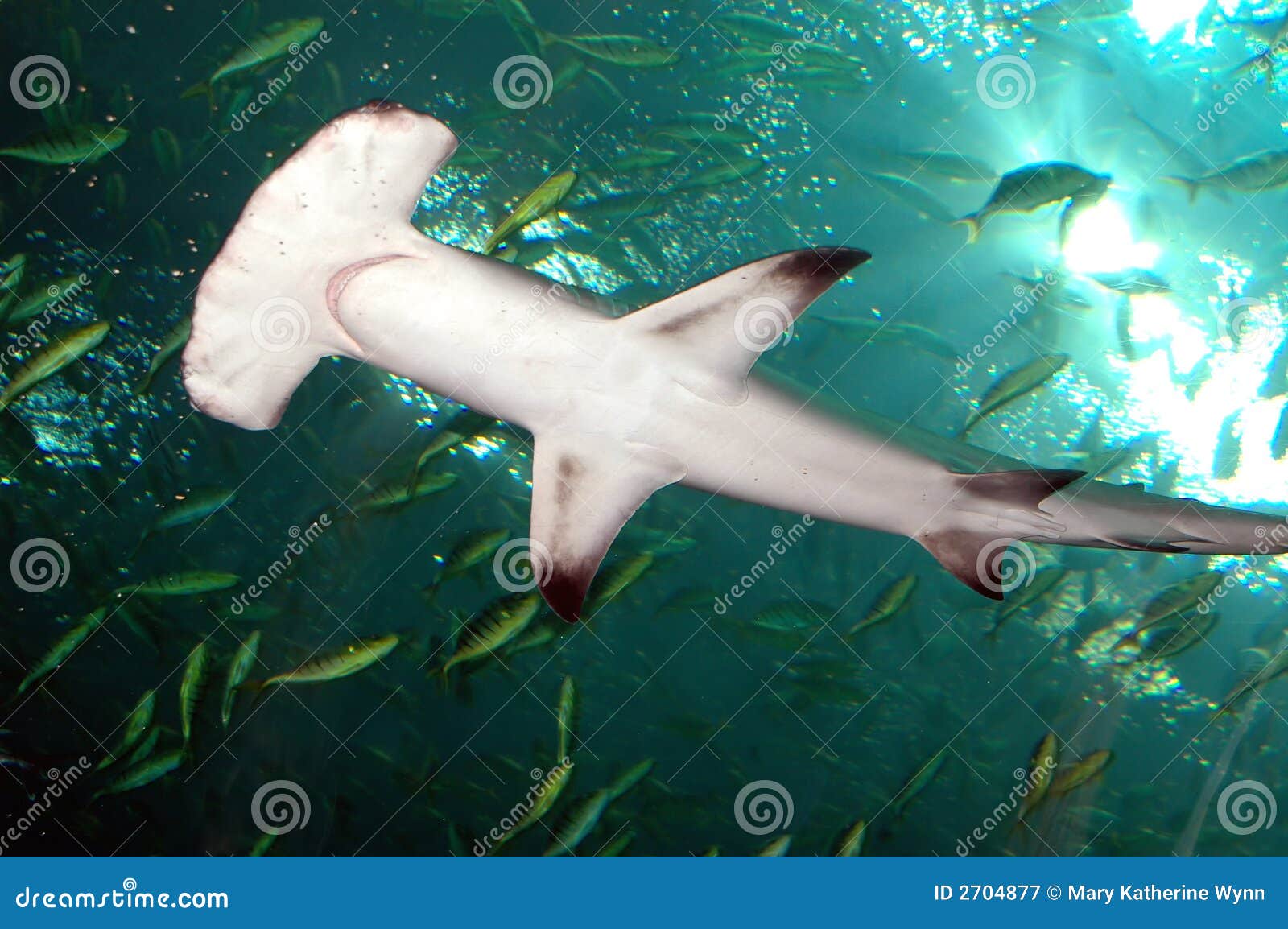 Requin de poisson-marteau image stock. Image of durée - 2704877