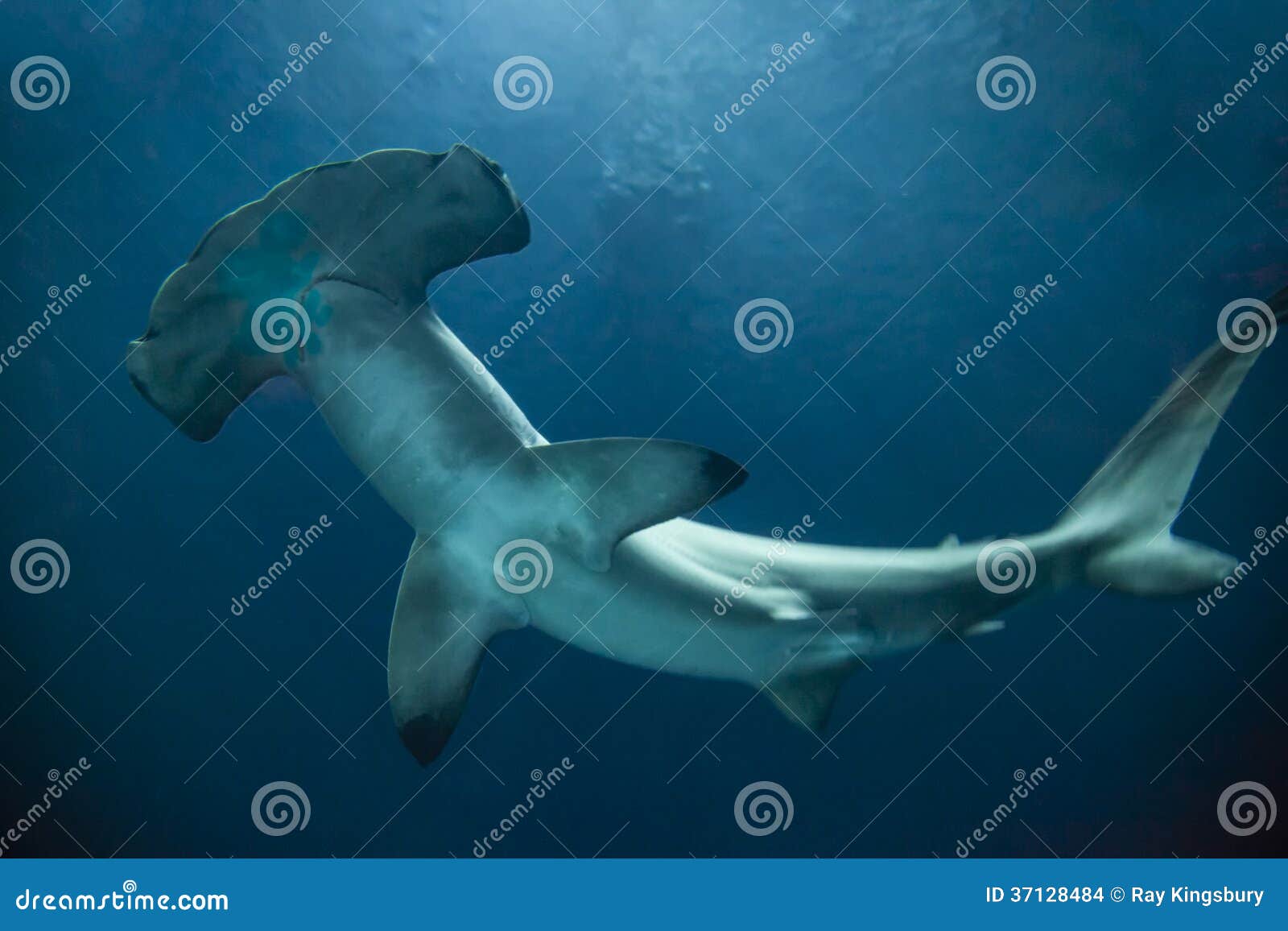 Requin de poisson-marteau photo stock. Image du marin - 37128484