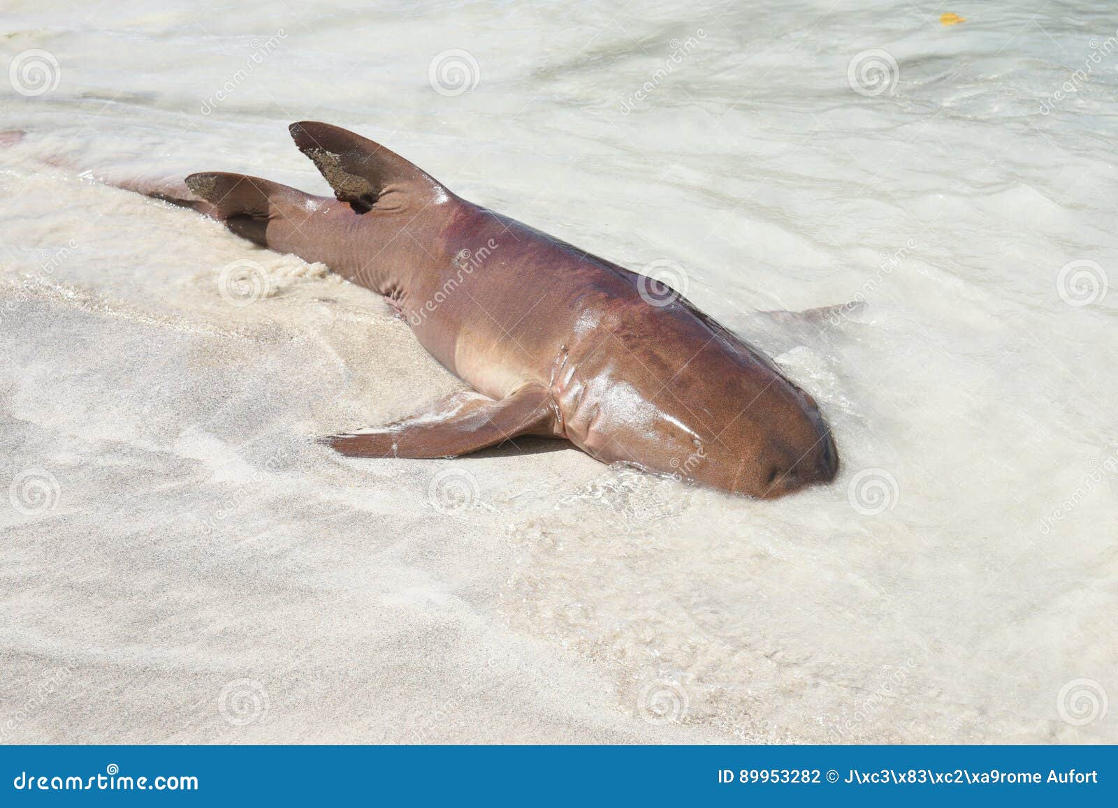 Requin de poisson-marteau photo stock. Image du indies - 89953282