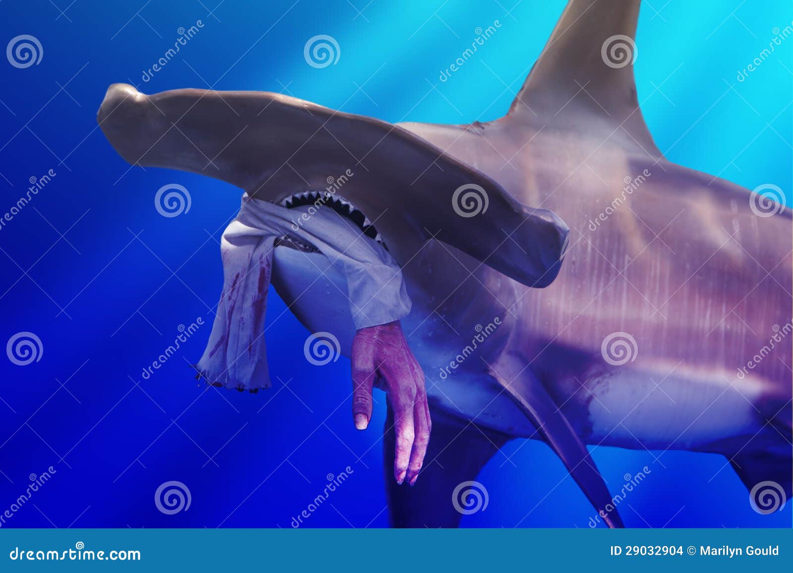 Requin De Poisson-marteau Avec La Main Photo stock - Image du membre ...