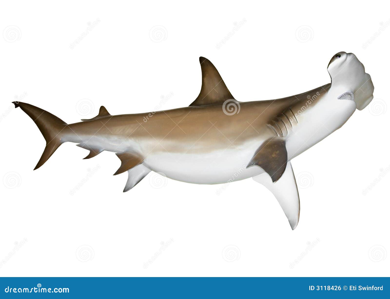 Requin De Poisson-marteau/chemin De Clip Photo stock - Image du danger ...