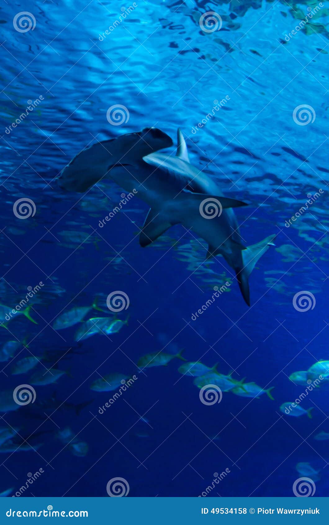 Requin De Poisson-marteau Dans La Vue Verticale Photo stock - Image du ...