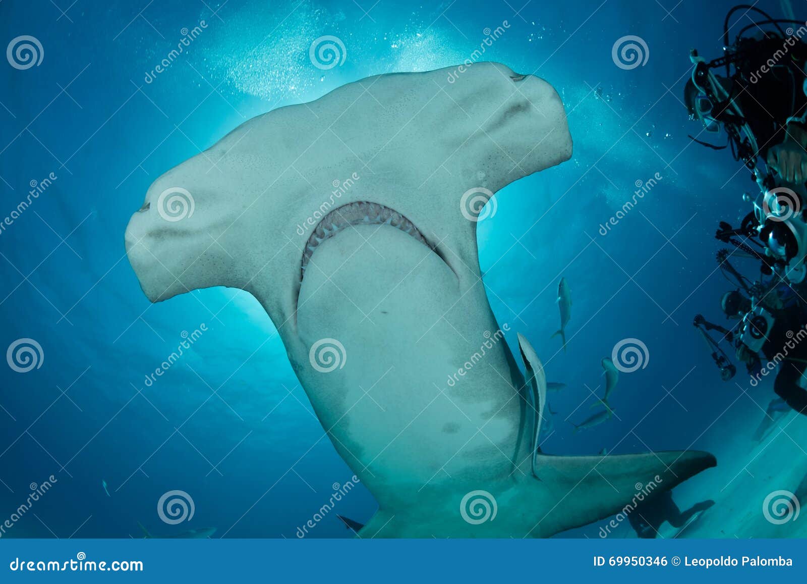 Requin De Poisson-marteau En Bahamas Photo stock - Image du marin ...