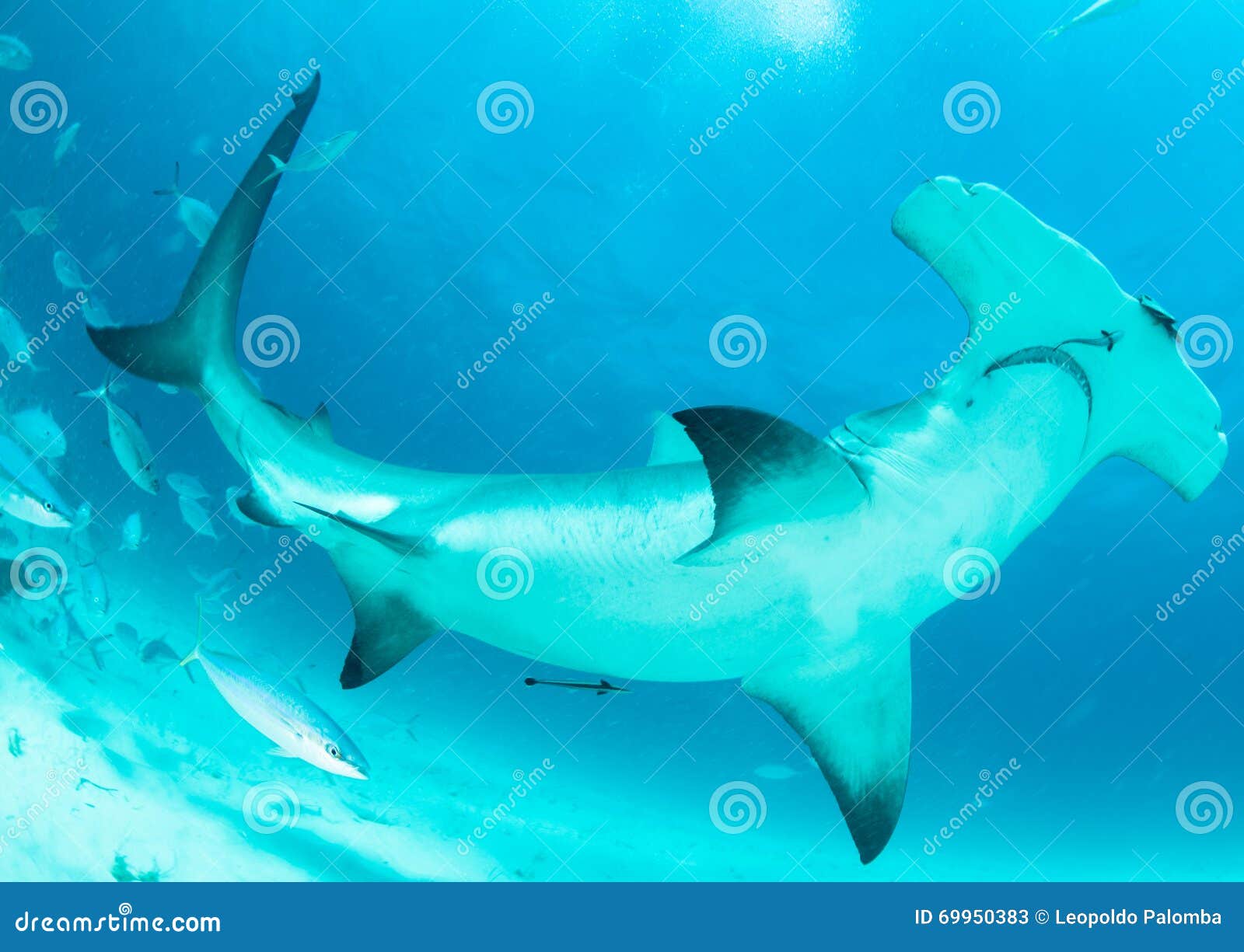 Requin De Poisson-marteau En Bahamas Image stock - Image du bimini ...