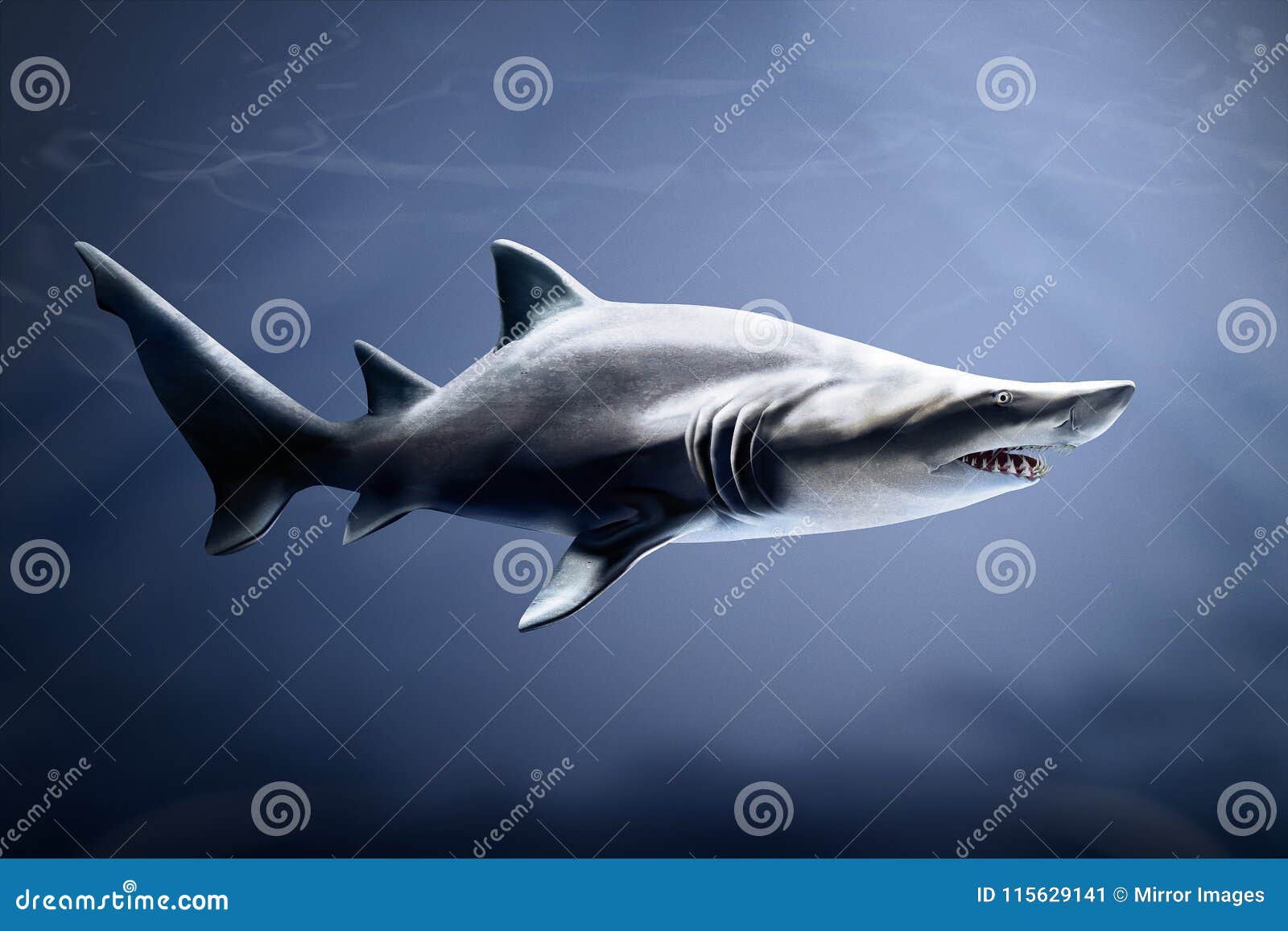Requin De Tigre De Sable Dans Les Eaux Profondes Image stock - Image du ...