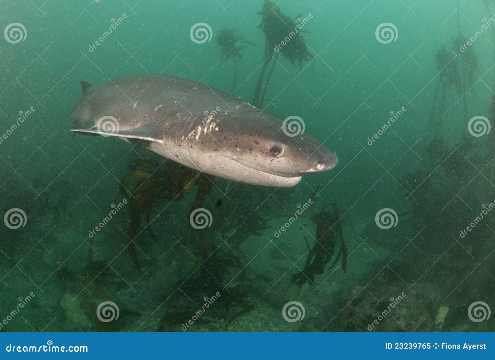Requin de vache de sourire image stock. Image du durée - 23239765